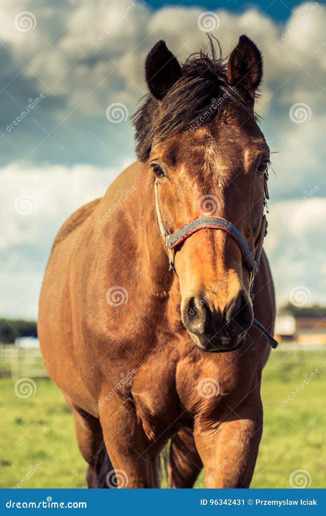 Horse on the Field in Sunny Day Austria Styria Stud Stock Image - Image ...