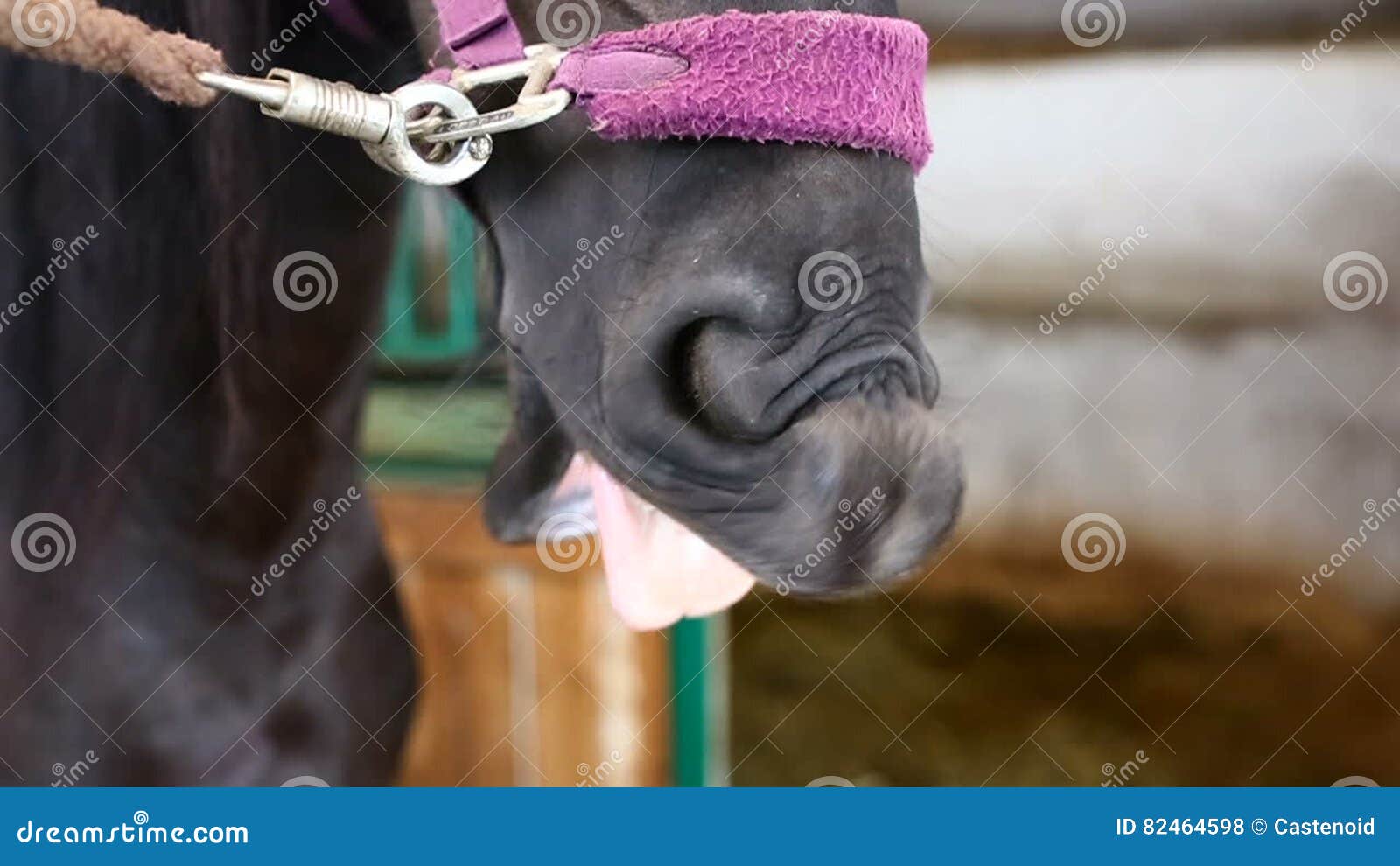 The horse is flapping lips stock footage. Video of equine - 82464598