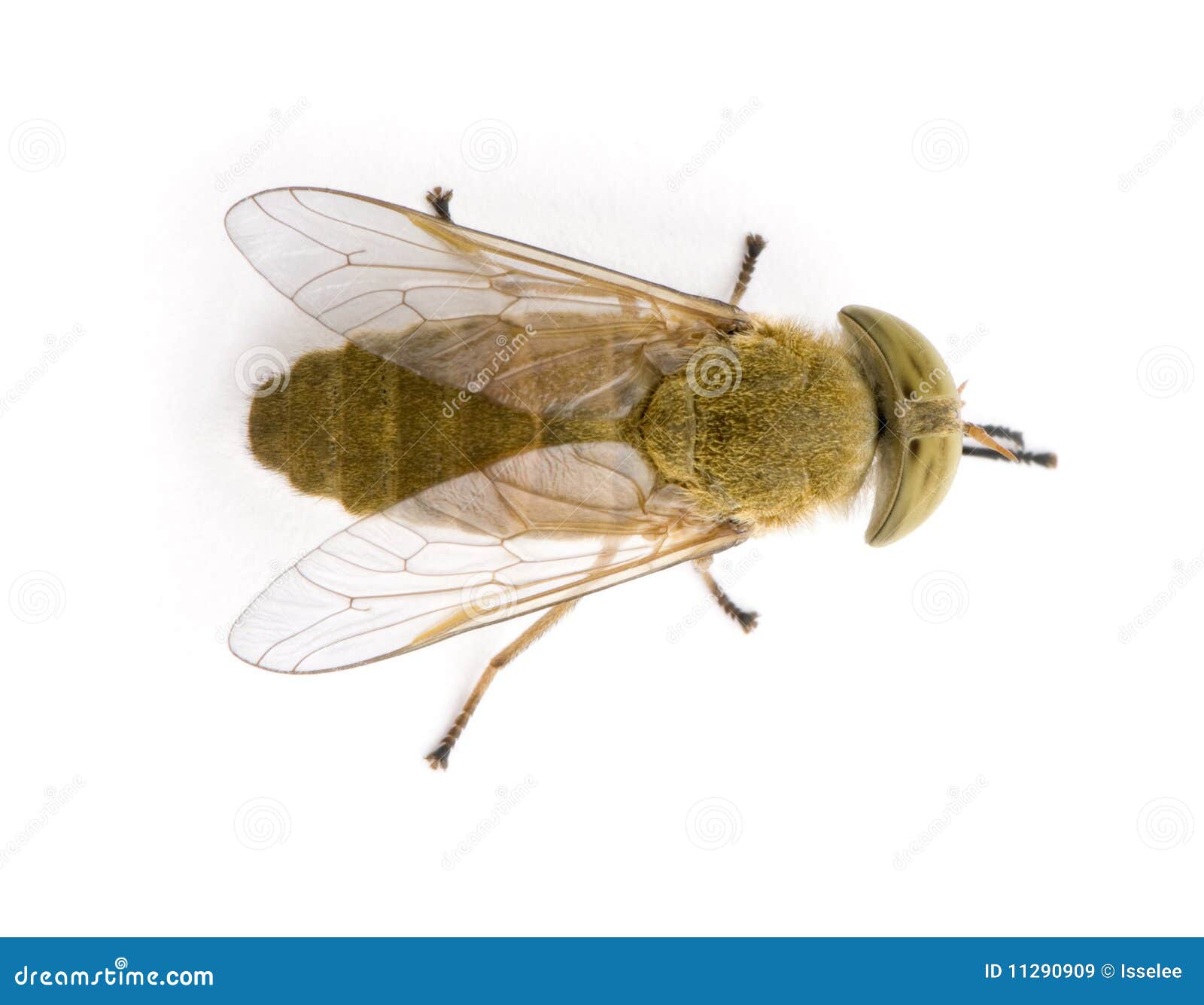 Horse-fly, Against White Background Stock Image - Image of full ...