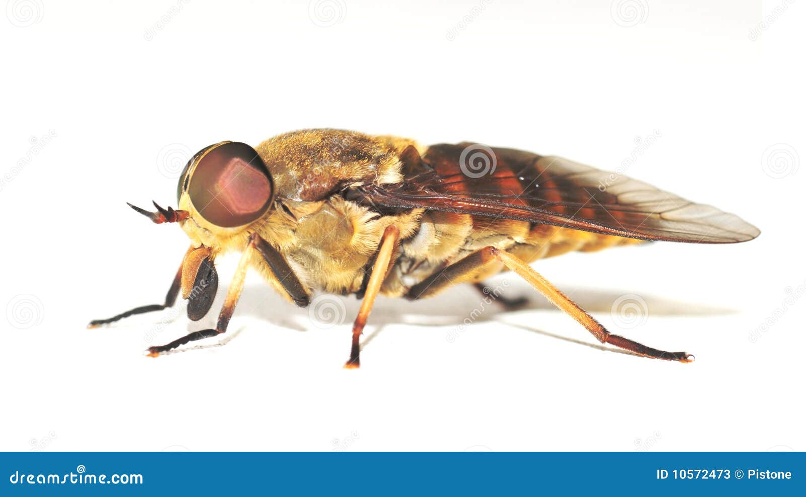 Cow And Cow Bothersome Flies (face Fly) Stock Photography ...