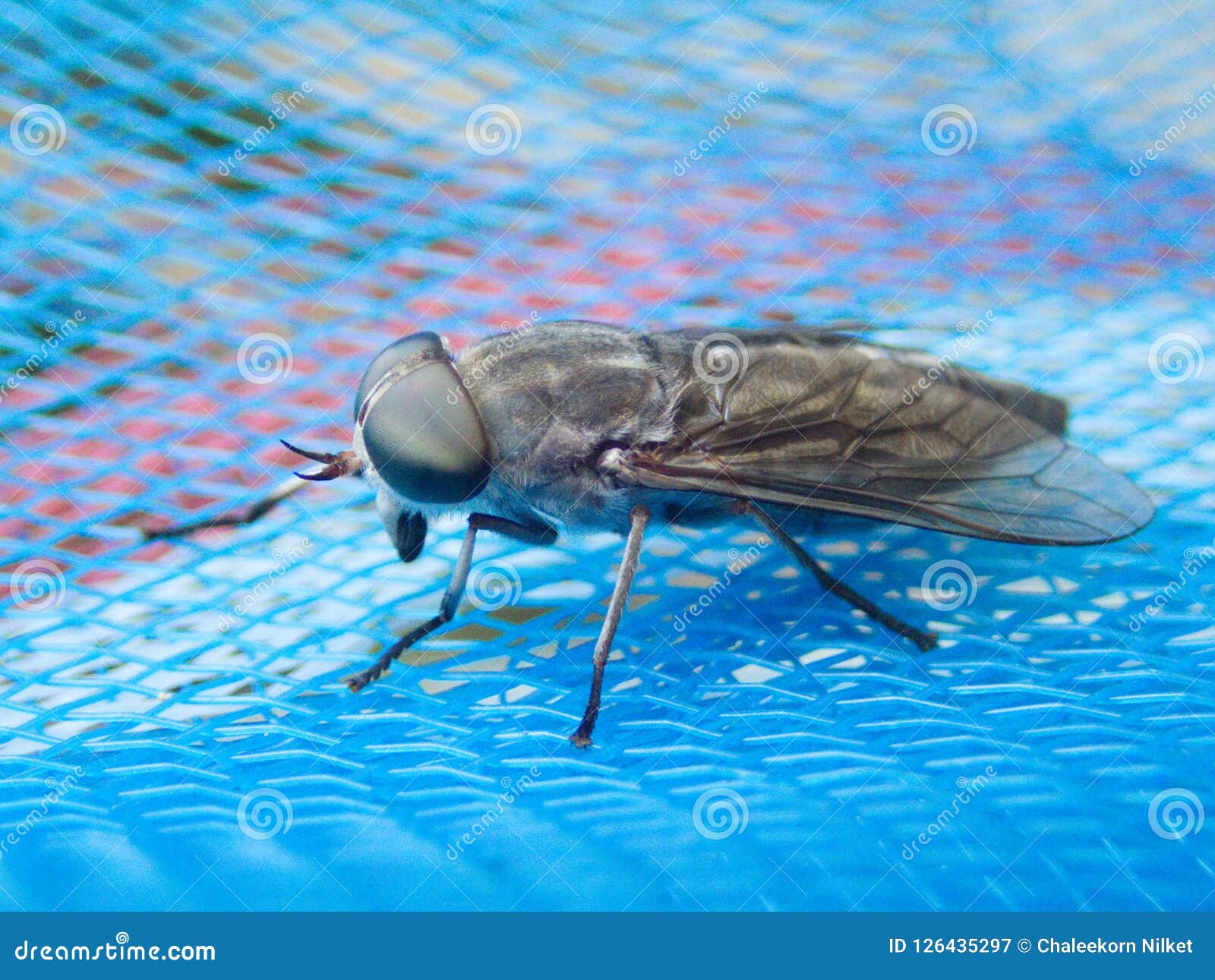 The Horse Fly- Tabanus Sudeticus Is One Of The Largest Types Of Native ...