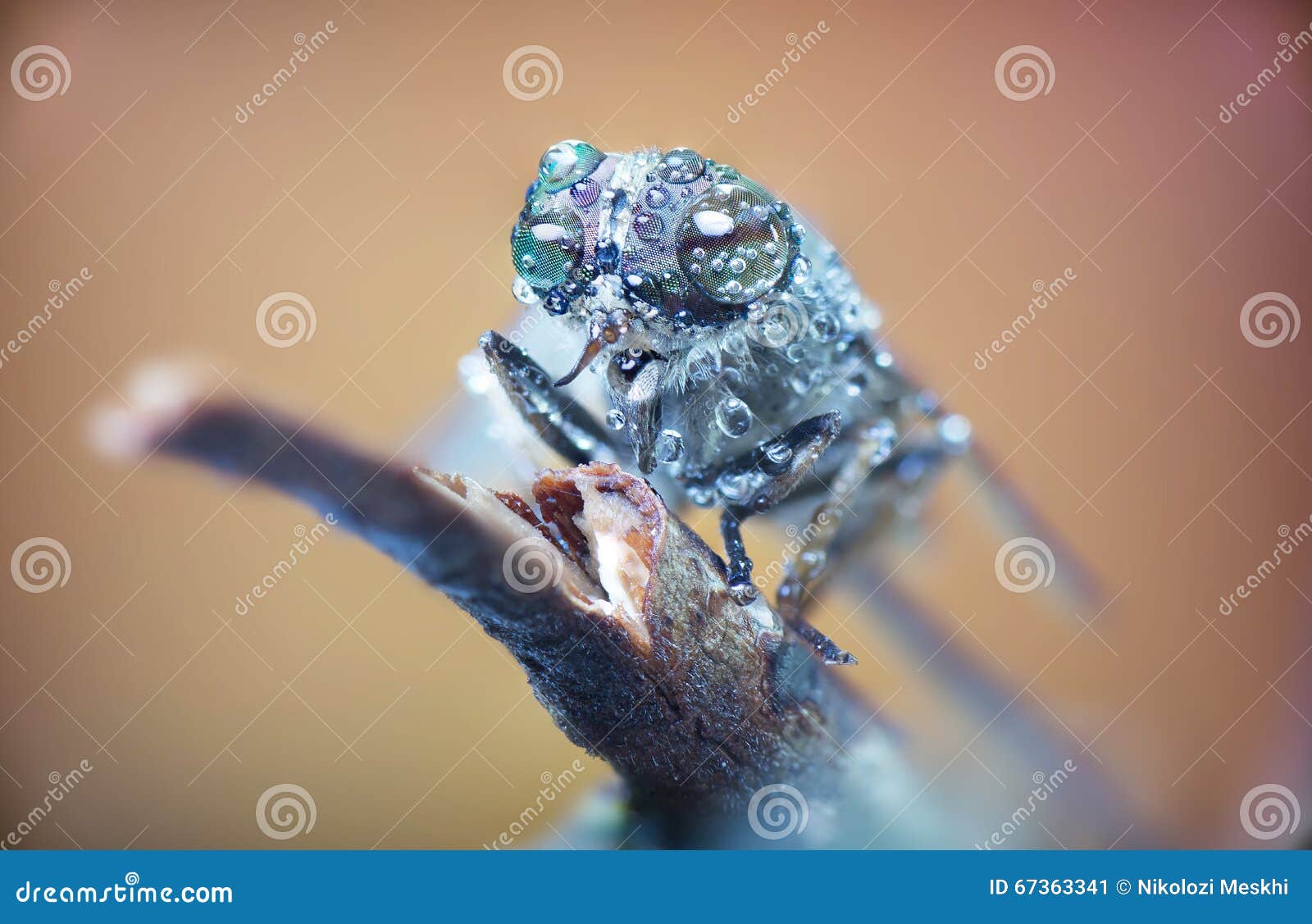 Horse-fly, macro, wild stock image. Image of microscope - 67363341