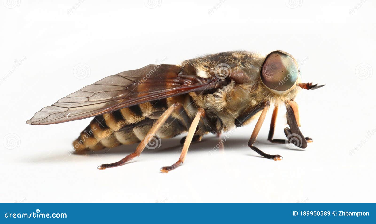The Horse Fly- Tabanus Sudeticus Is One Of The Largest Types Of Native ...