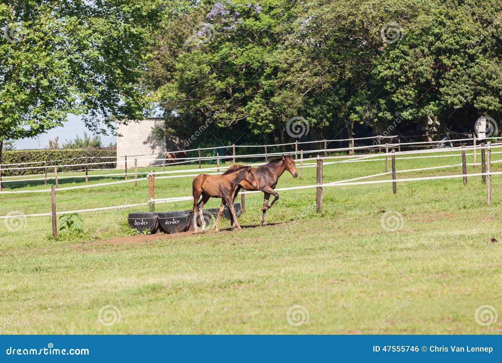 Horse Foal Colt Stud Farm stock photo. Image of foals - 47555746
