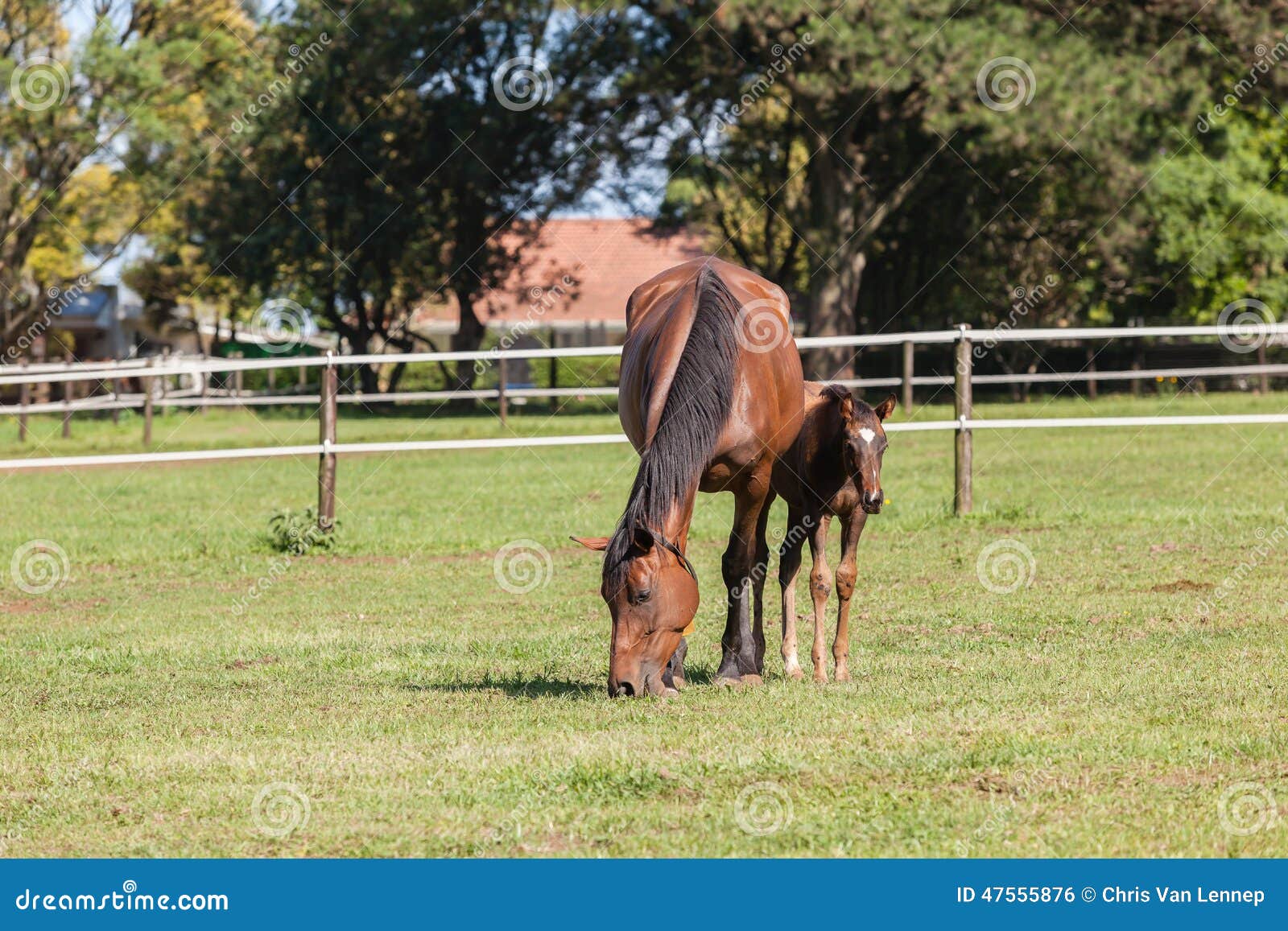 Horse Foal Colt Stud Farm stock photo. Image of equestrian - 47555876