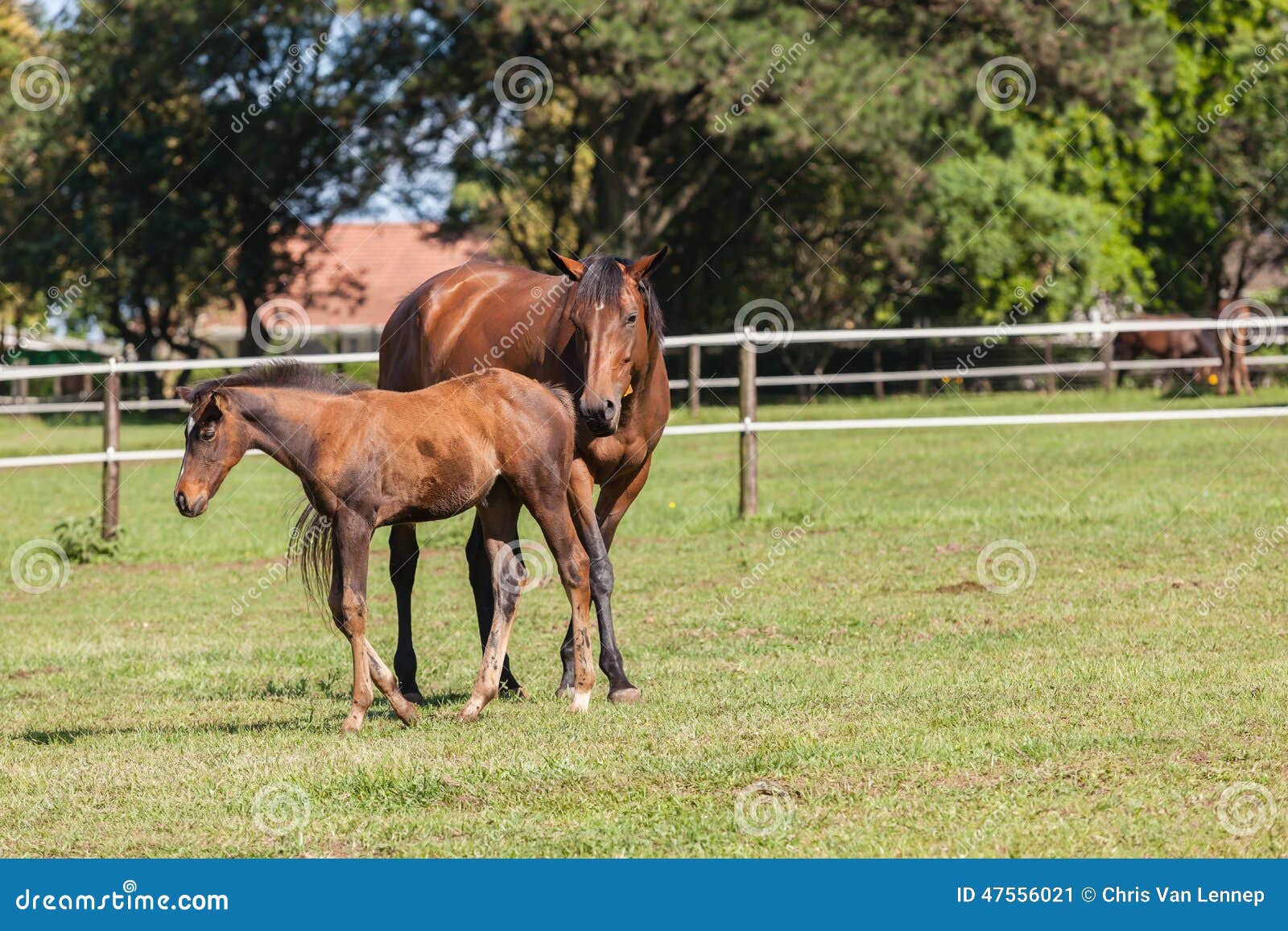 Horse Foal Colt Stud Farm stock image. Image of colt - 47556021