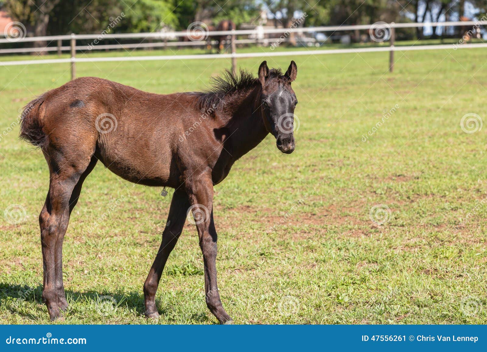 Horse Foal Colt Stud Farm stock image. Image of horse - 47556261