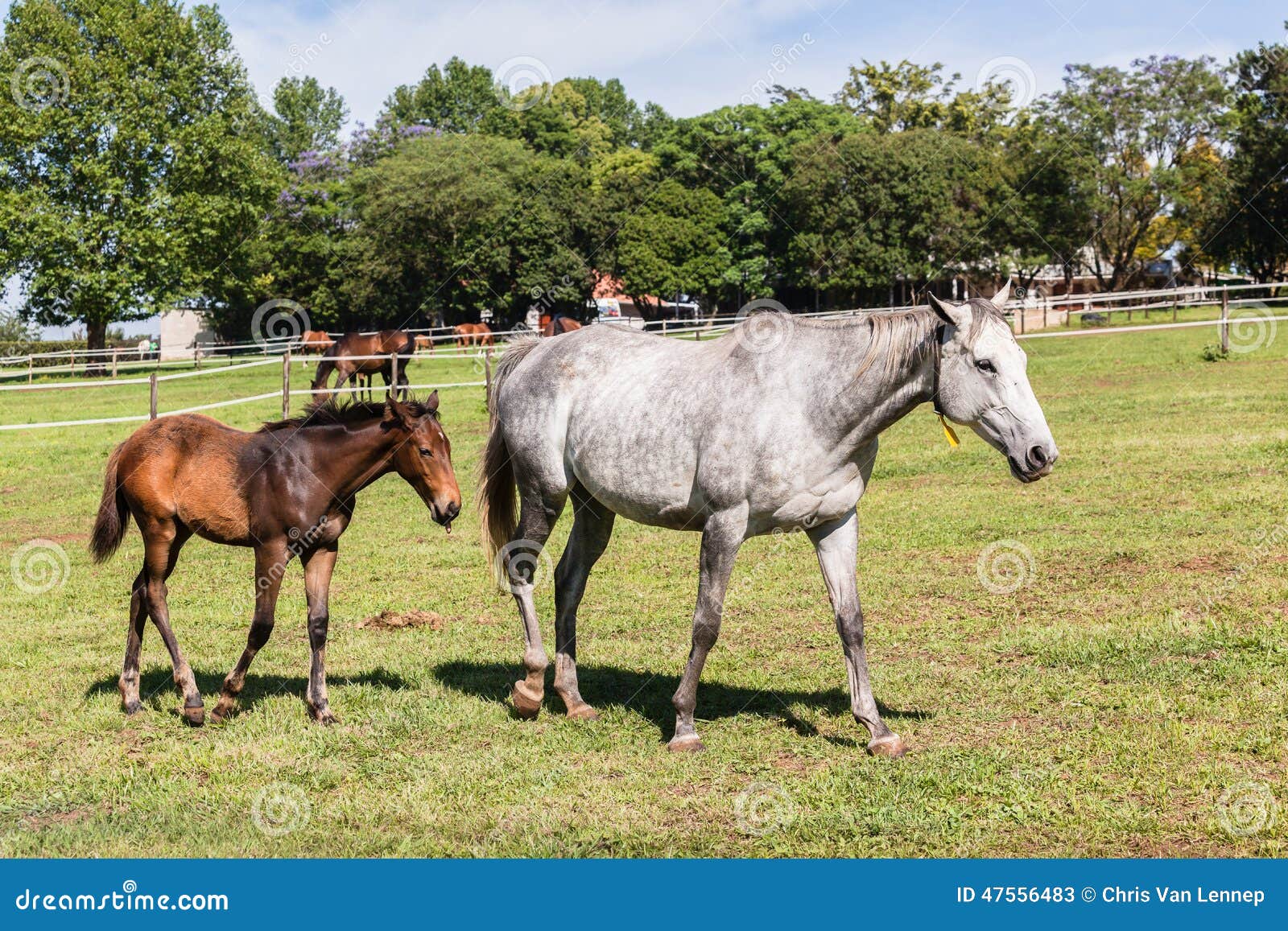 Horse Foal Colt Stud Farm stock image. Image of colt - 47556483
