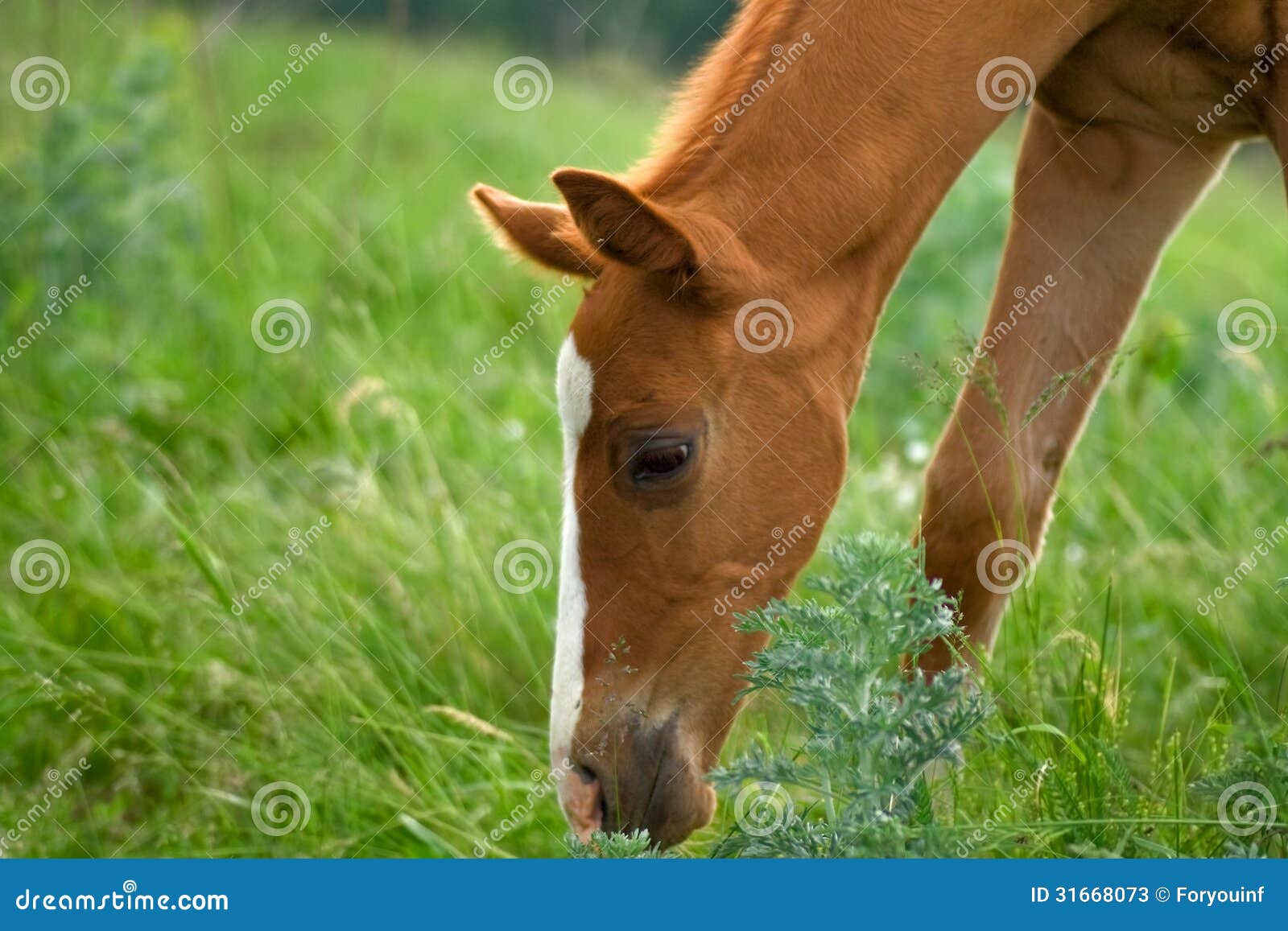 Horse Foal eating in field stock image. Image of farmland - 31668073