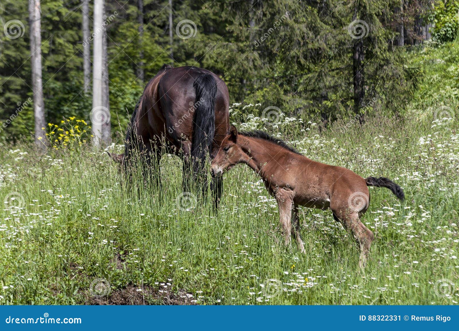Horse and Foal Eating Grass Stock Image - Image of horse, nature: 88322331