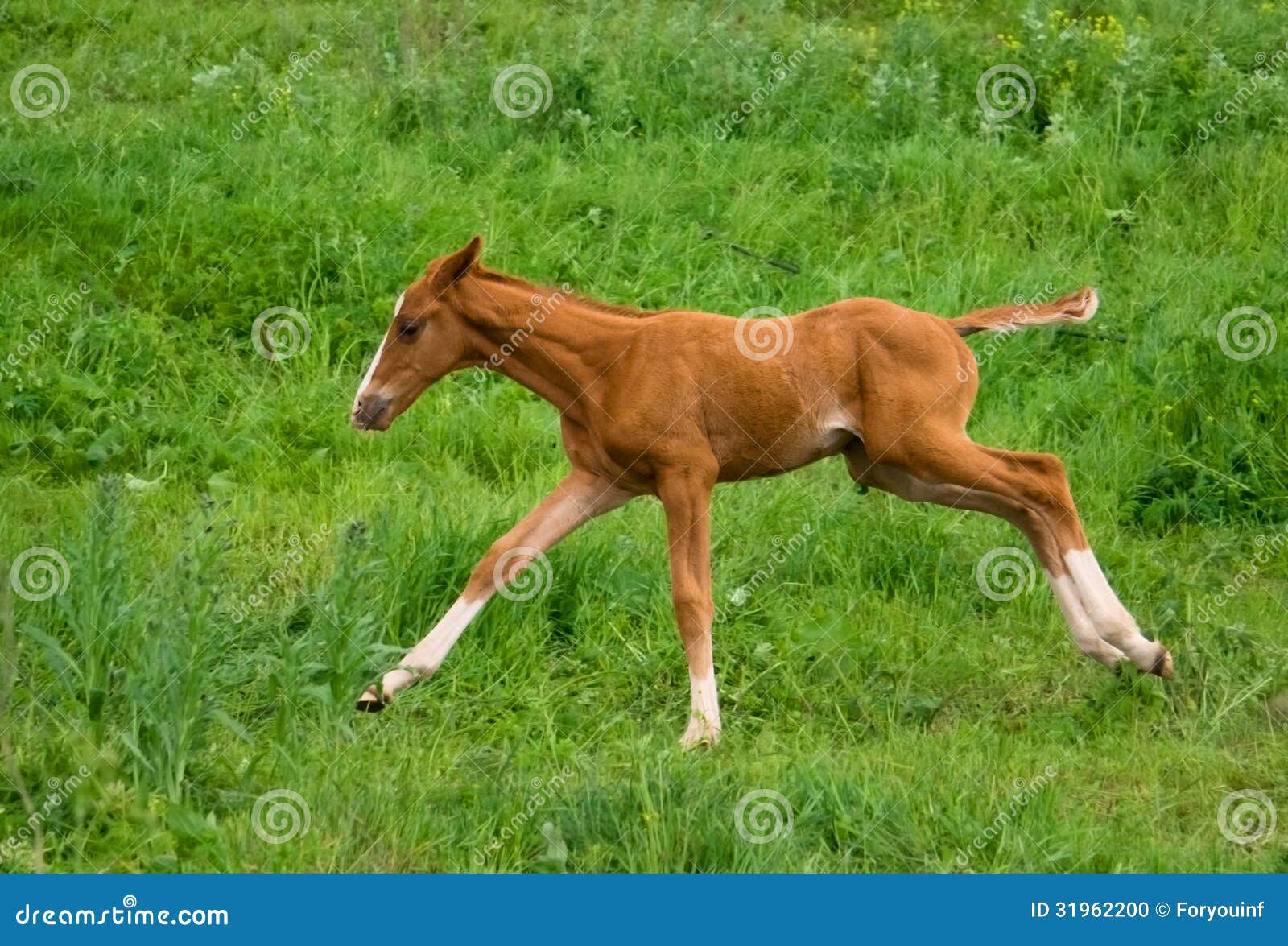 Horse Foal in field stock photo. Image of equestrian - 31962200