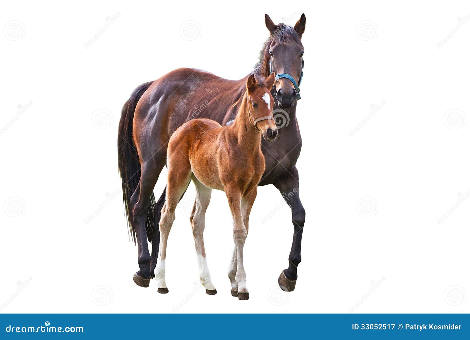 Horse with foal stock image. Image of domesticated, arabian - 33052517