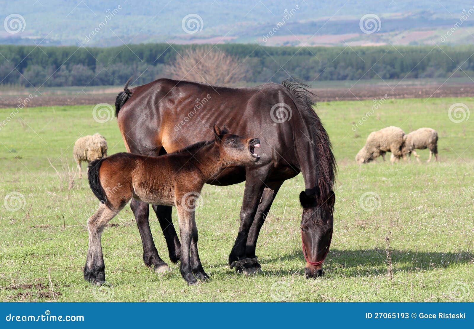 Horse foal neigh stock image. Image of stallion, horse - 27065193
