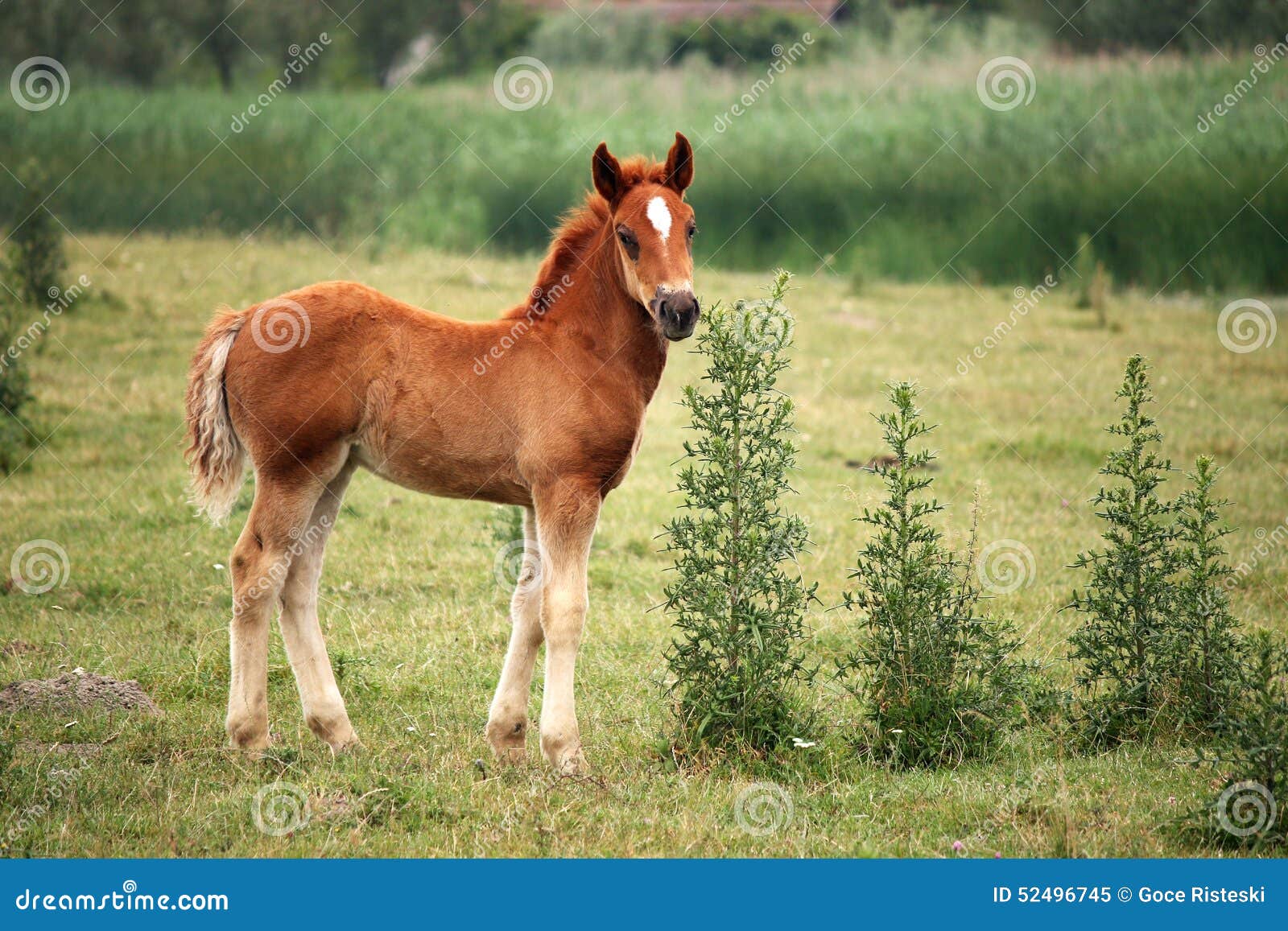 Horse foal on pasture stock image. Image of young, farm - 52496745