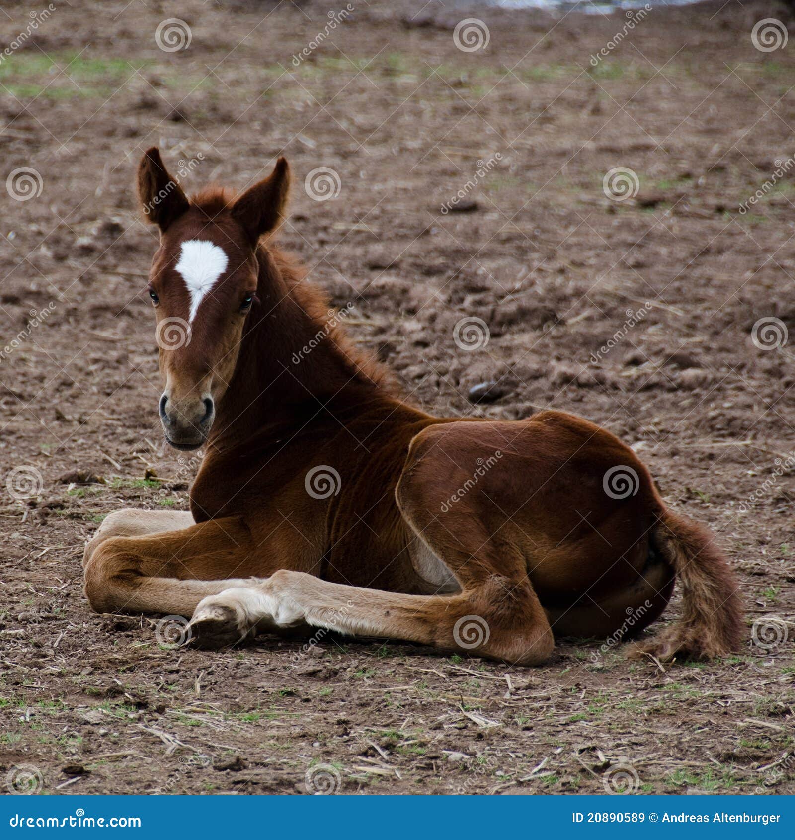 Horse Foal Sitting on the Ground Stock Image - Image of cute, animal ...