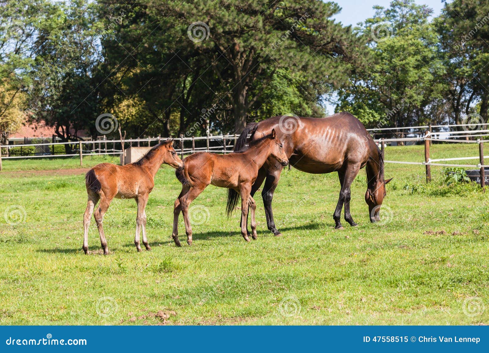 Stud Farm Stock Photography | CartoonDealer.com #35409500