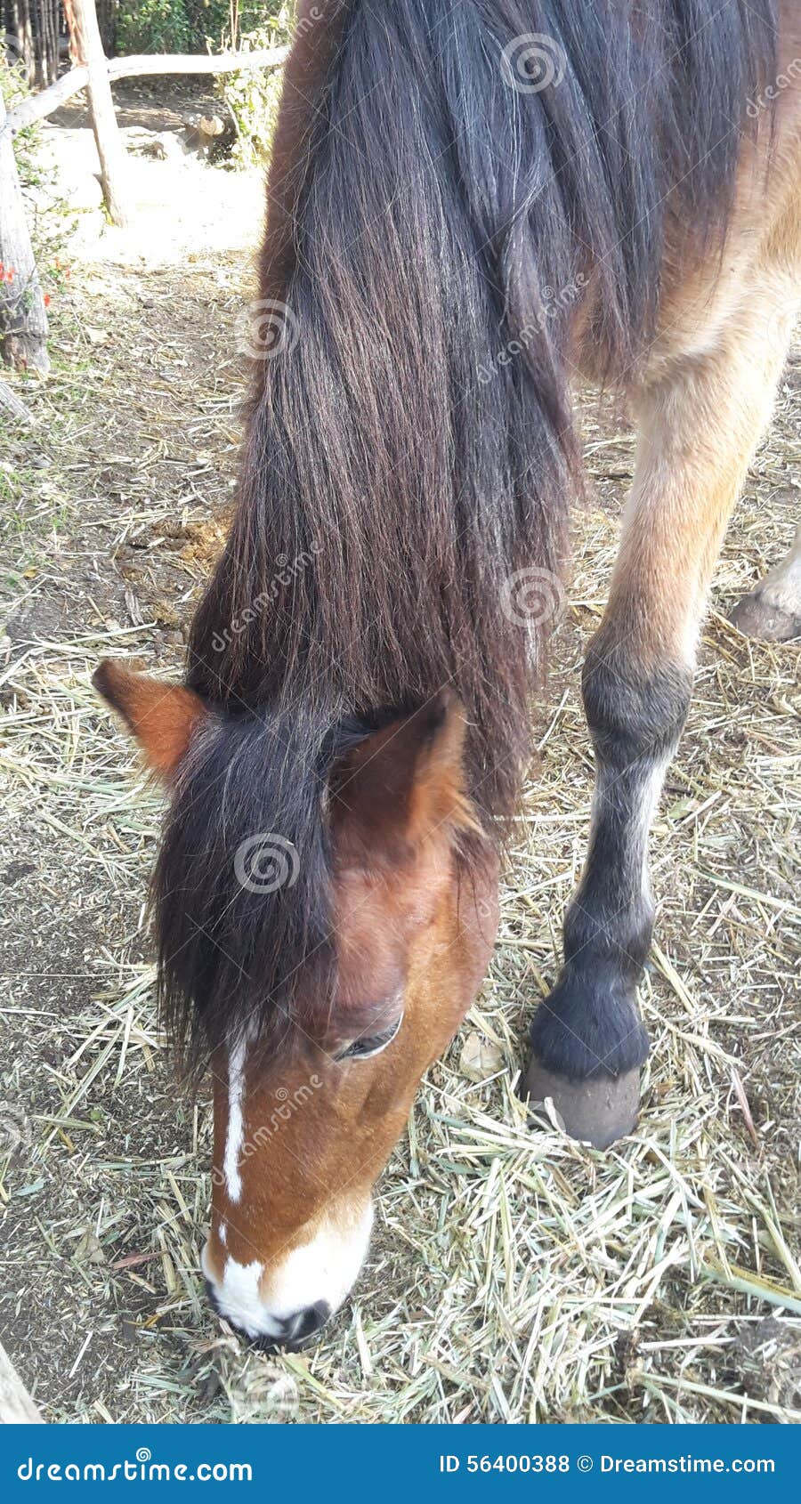 Horse and forelock stock photo. Image of pony, brown - 56400388