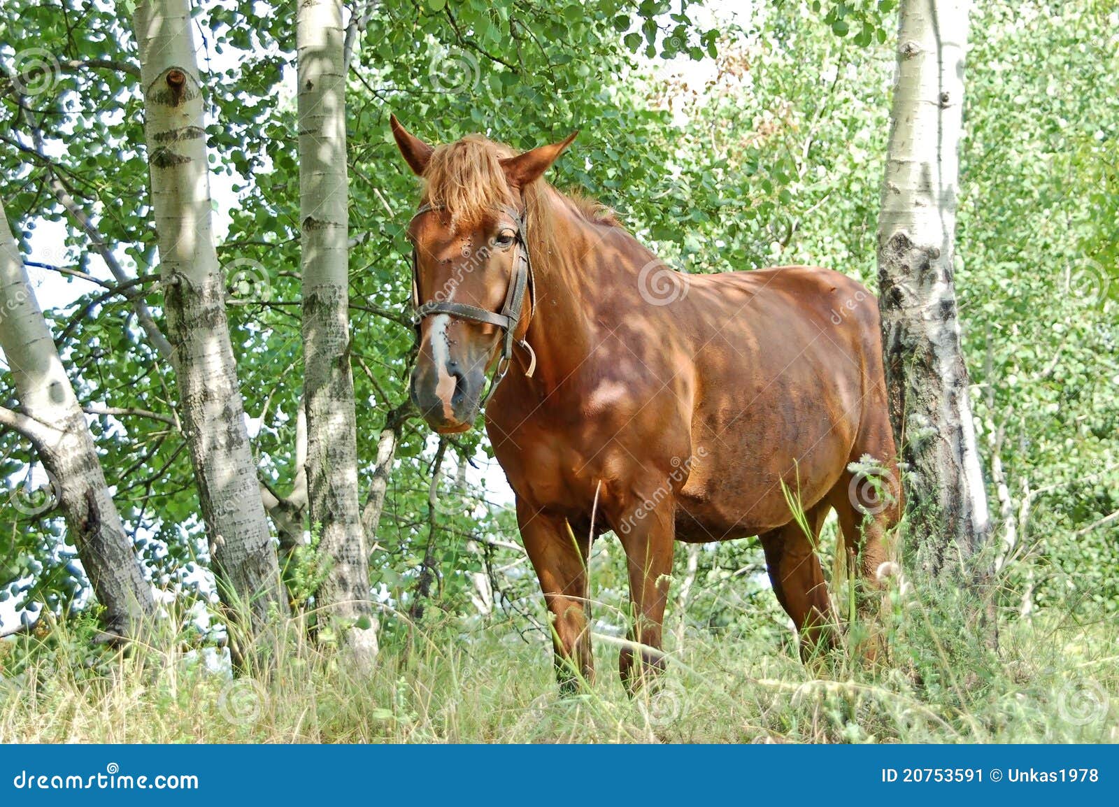 Horse in the forest stock image. Image of livestock, beauty - 20753591
