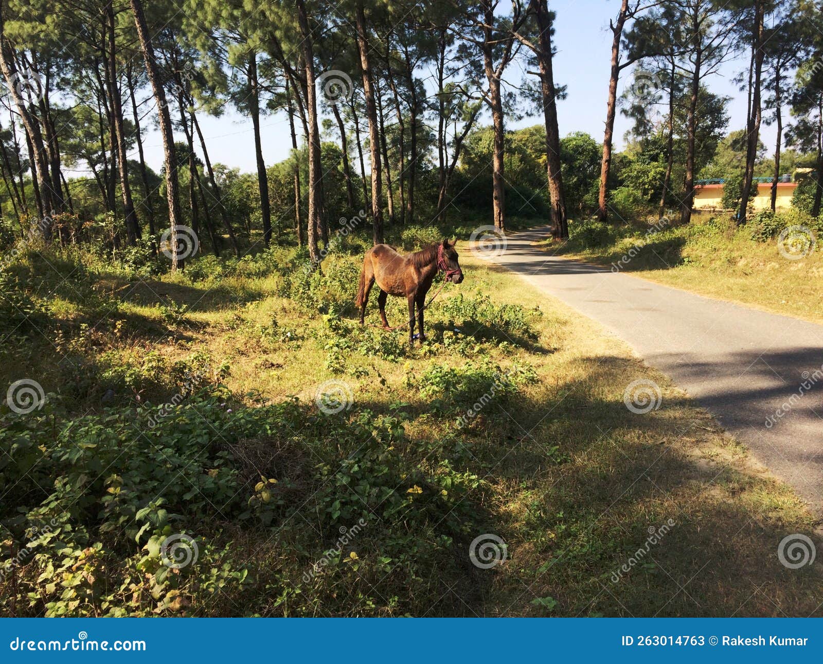 Horse in Forest Along Rode Side View Hp India Image of Jungle Stock ...