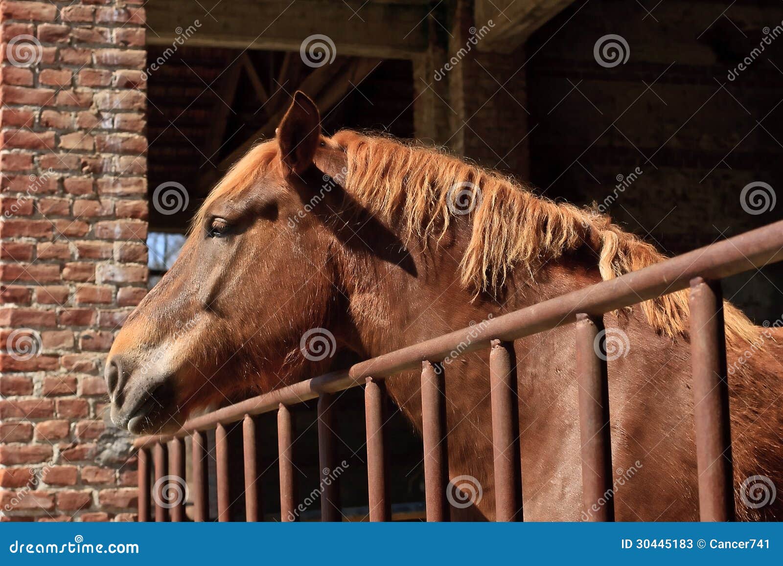 Sleepy Horse Stock Photo | CartoonDealer.com #84207372