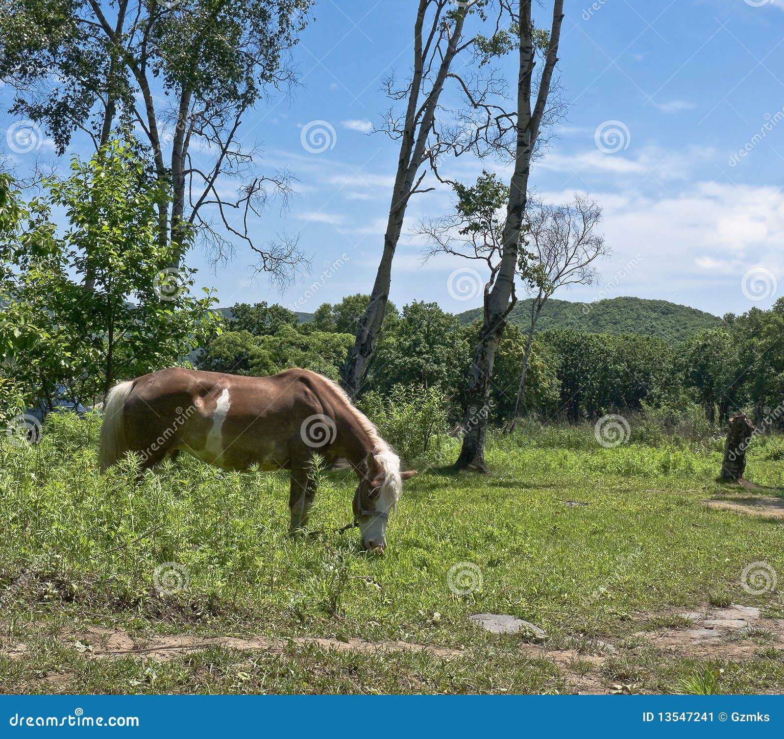Horse on fringe of forest. stock image. Image of summer - 13547241