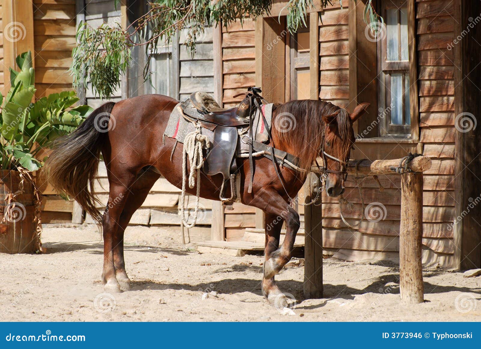 Horse in front of a house stock photo. Image of mare, rural - 3773946