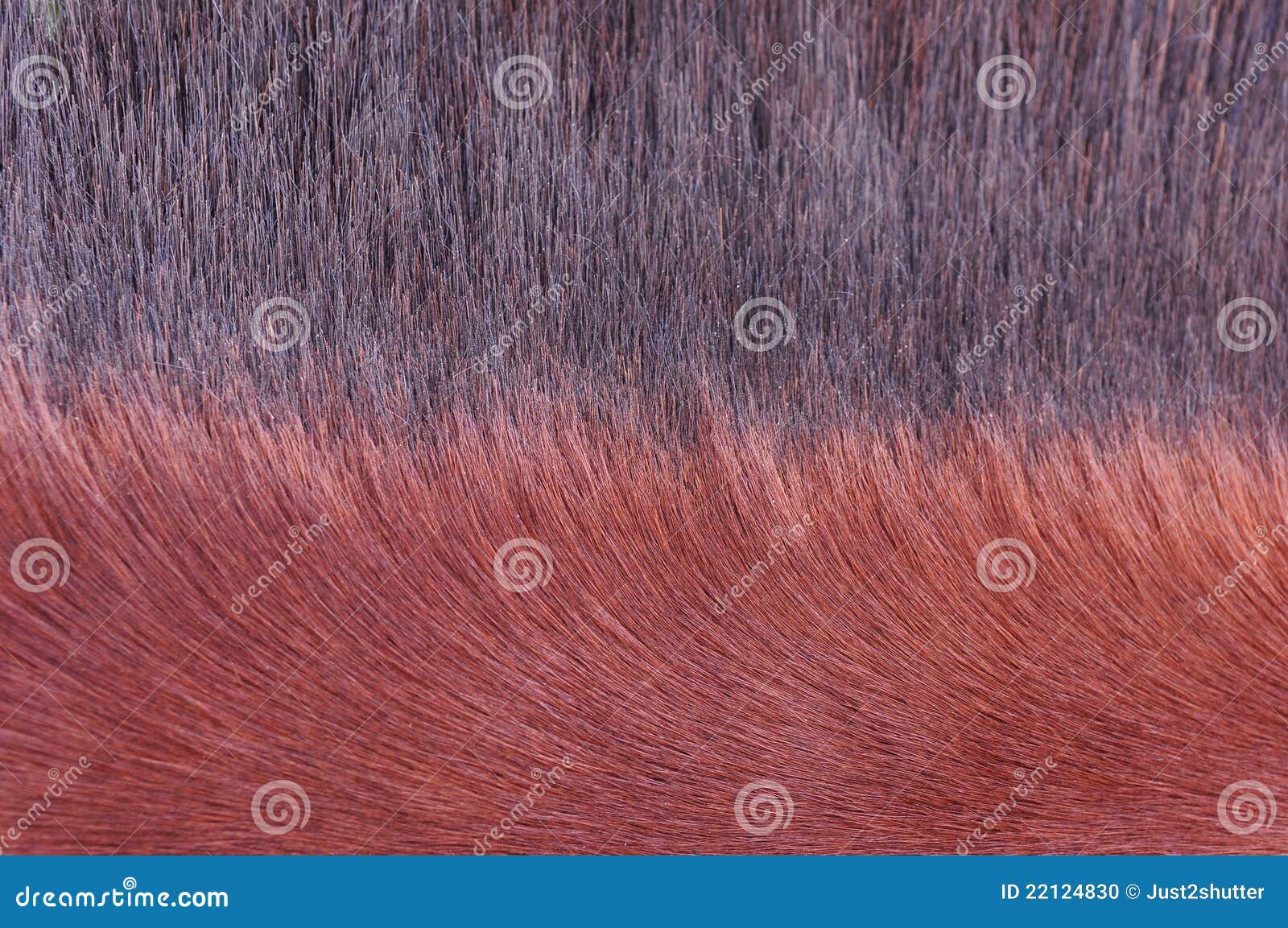 Horse fur stock photo. Image of textured, natural, surface - 22124830