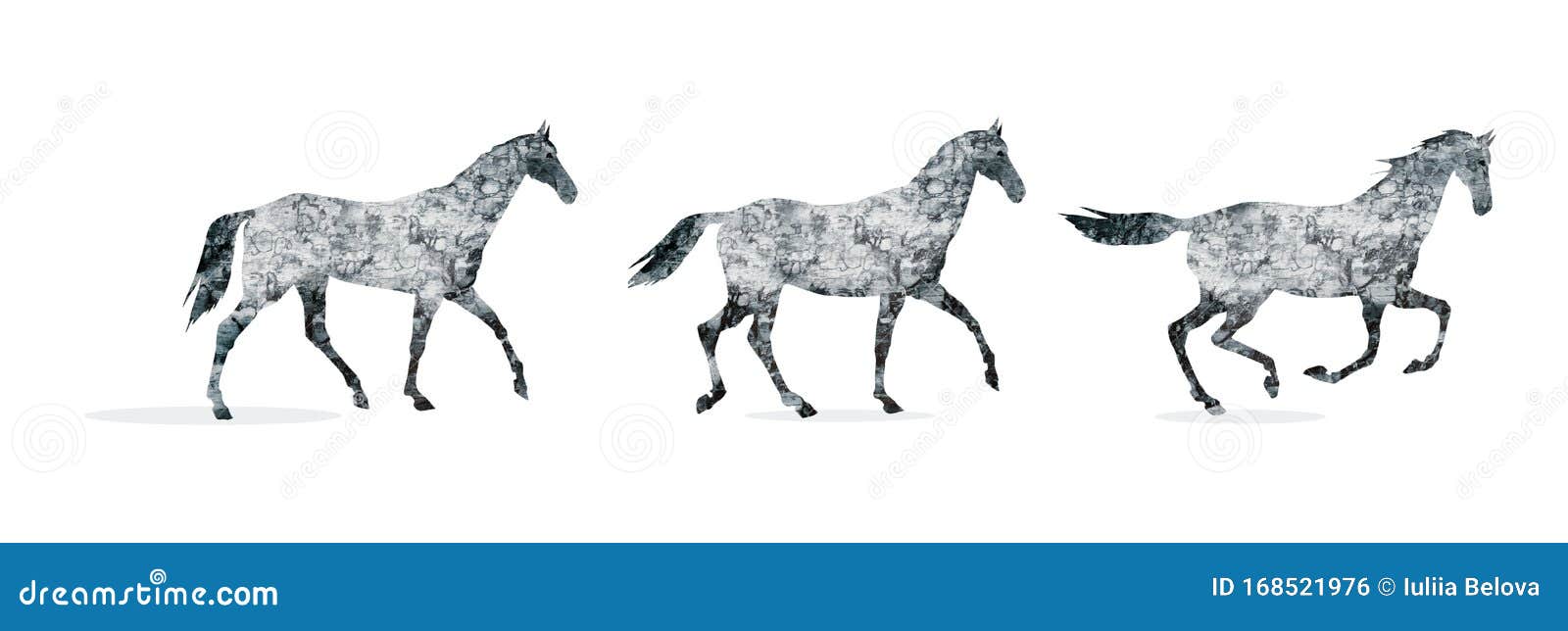 Horse Gait, Three Main Gray Horse Gait: Step, Lynx, Gallop. Stock ...