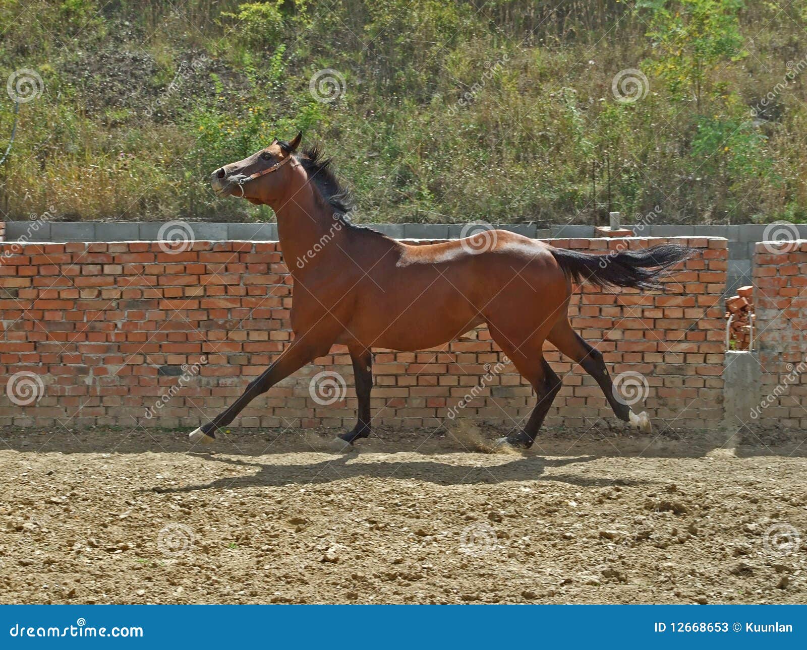 Horse in gallop stock image. Image of pasture, rural - 12668653