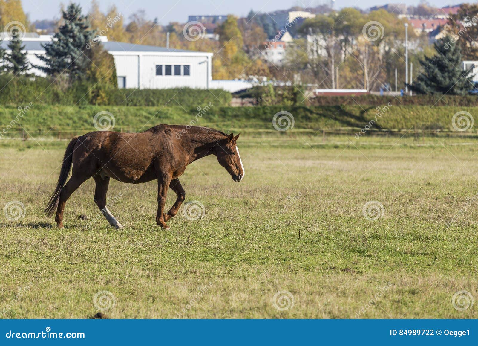 A Horse in the gallop stock photo. Image of mane, creature - 84989722