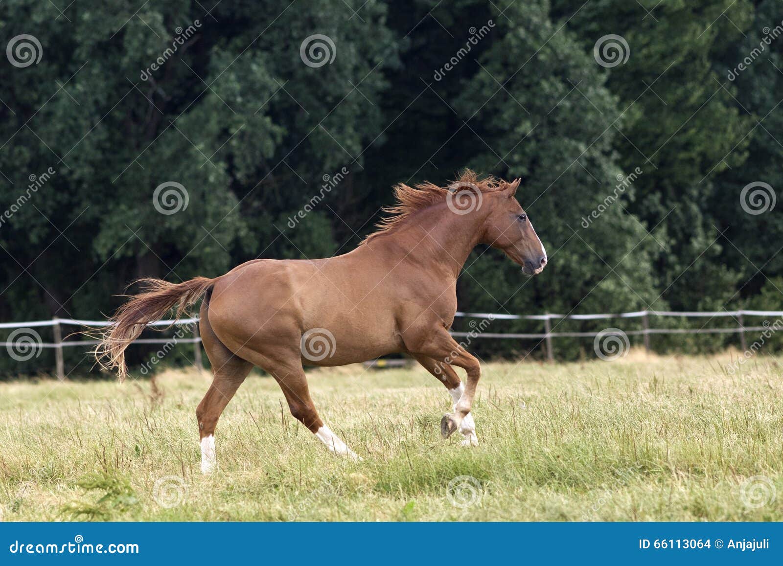 Horse Gallop Beautiful Free on Paddock Stock Photo - Image of farm ...