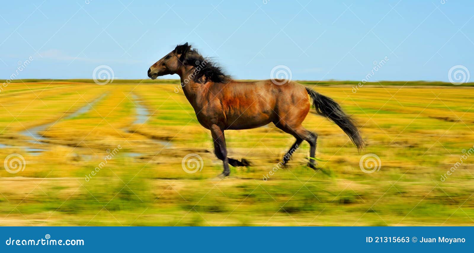 Horse galloping stock image. Image of mare, equestrian - 21315663