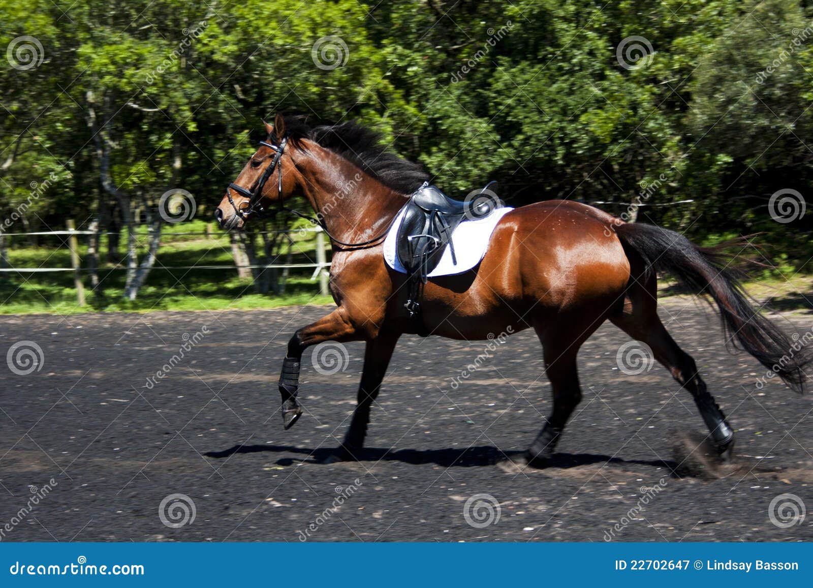 Horse Galloping stock image. Image of gallop, trotting - 22702647