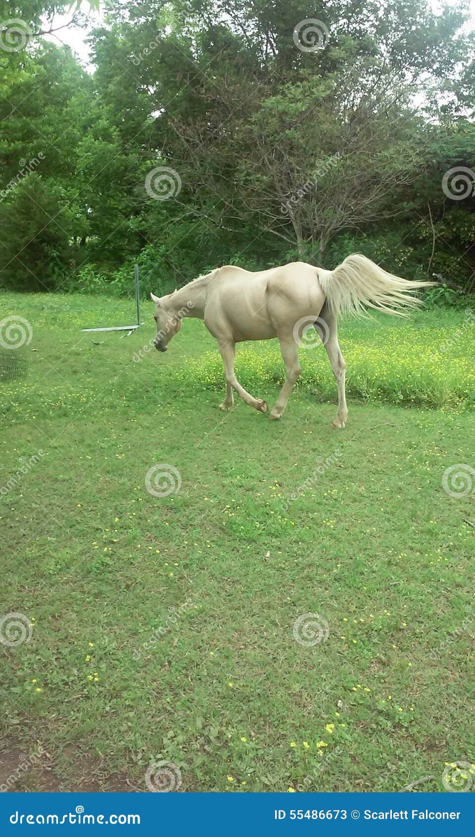 Horse stock image. Image of ground, tail, galloping, horse - 55486673