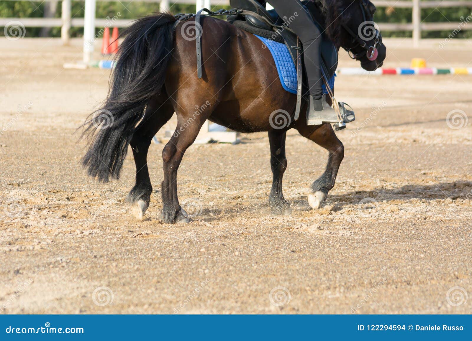 Horse Galloping on Blur Background at the Equestrian Competition Stock ...