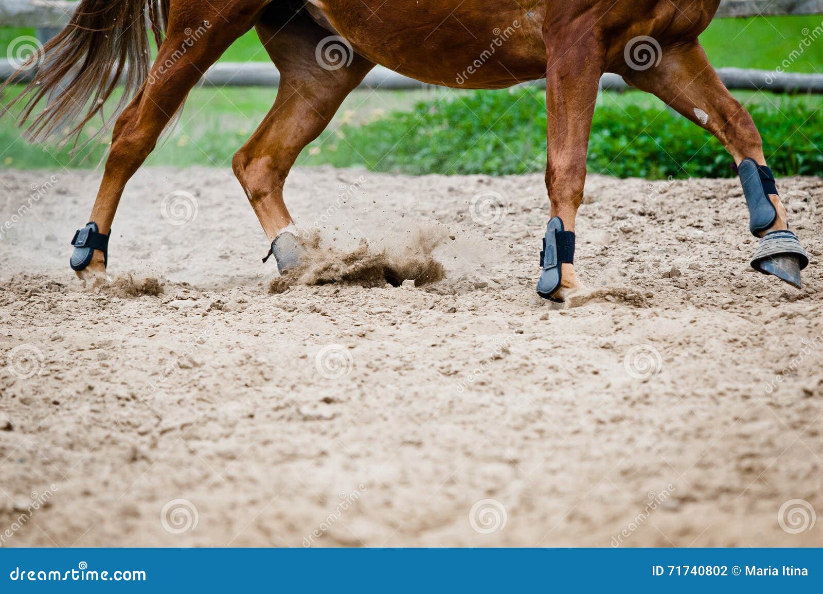 Horse galloping in paddock stock photo. Image of close - 71740802