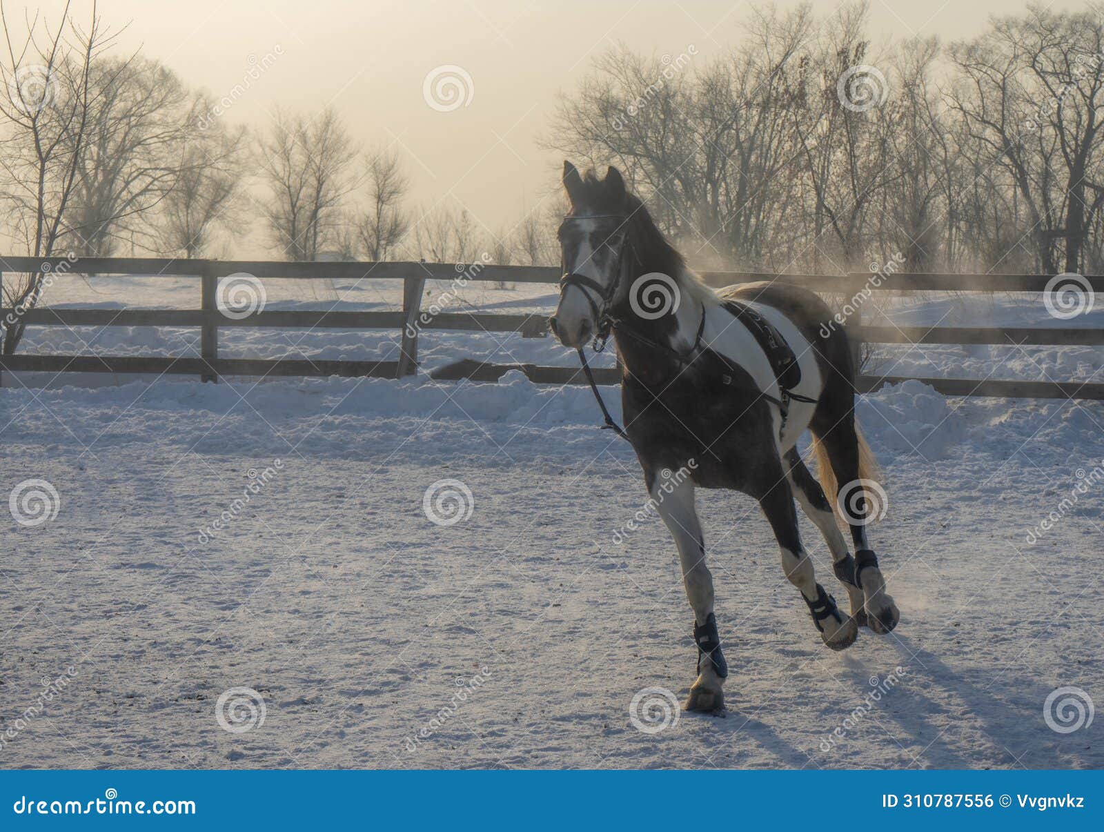 Horse Galloping in the Snow in the Paddock in Winter Stock Photo ...
