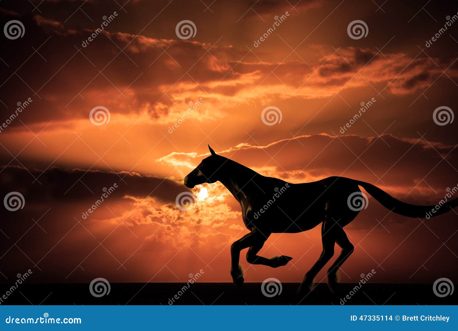 Horse galloping sunset stock illustration. Illustration of gallop ...