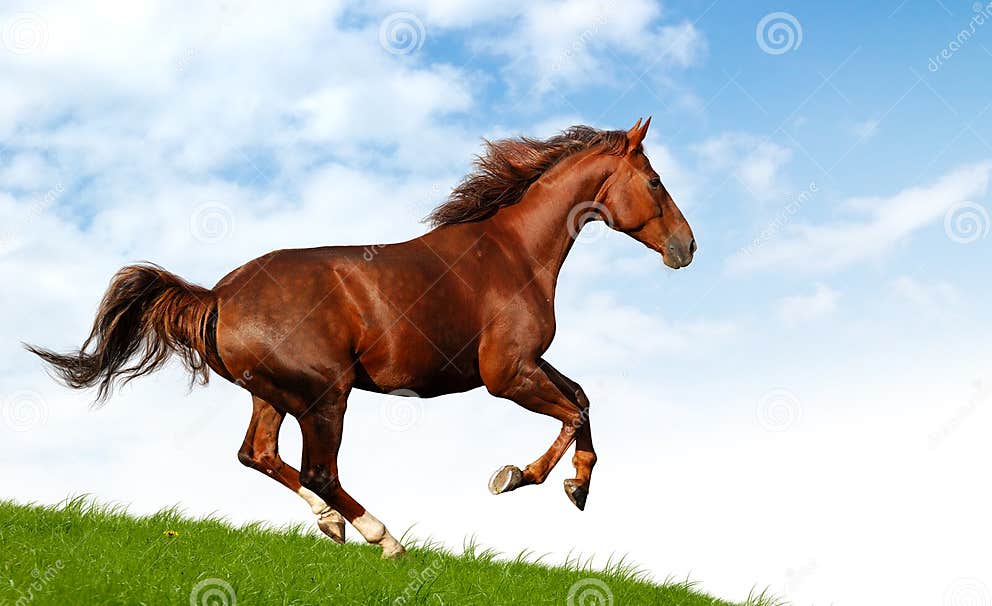 Horse gallops stock photo. Image of pedigree, gallop, equestrian - 3857968
