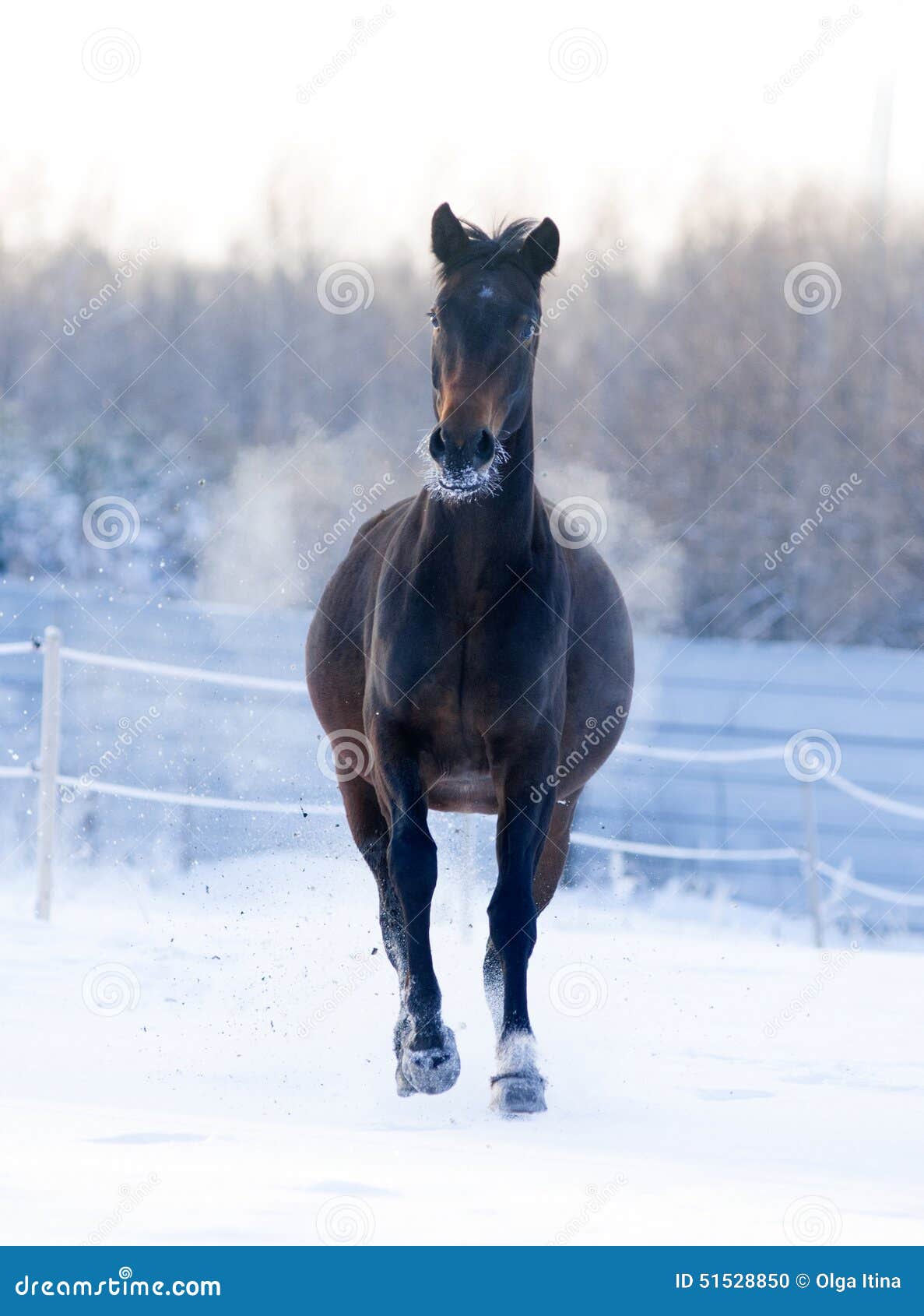 Horse gallops in winter stock photo. Image of gallop - 51528850