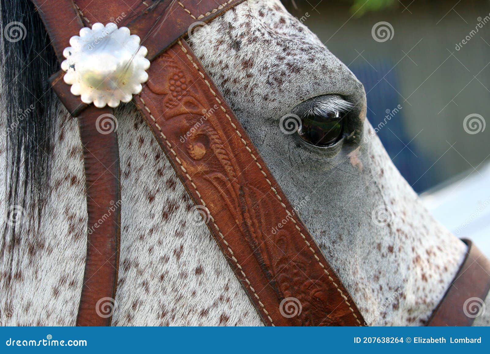 Flea Bitten Horse with Brown Halter Stock Photo - Image of animal ...