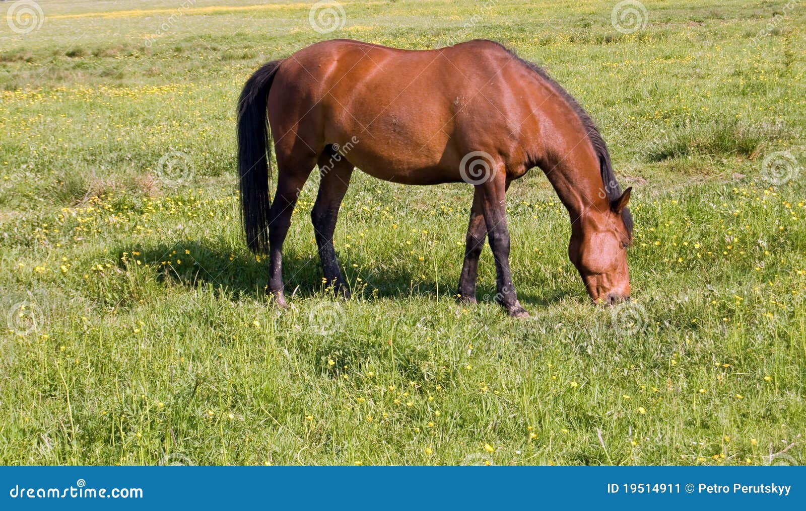 Horse grazes stock image. Image of pasture, pets, herbivorous - 19514911