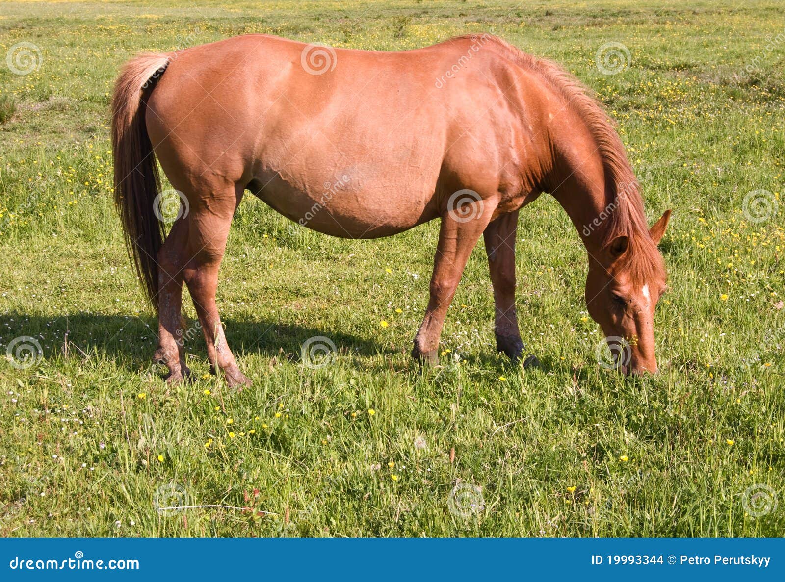 Horse grazes stock photo. Image of house, field, brown - 19993344