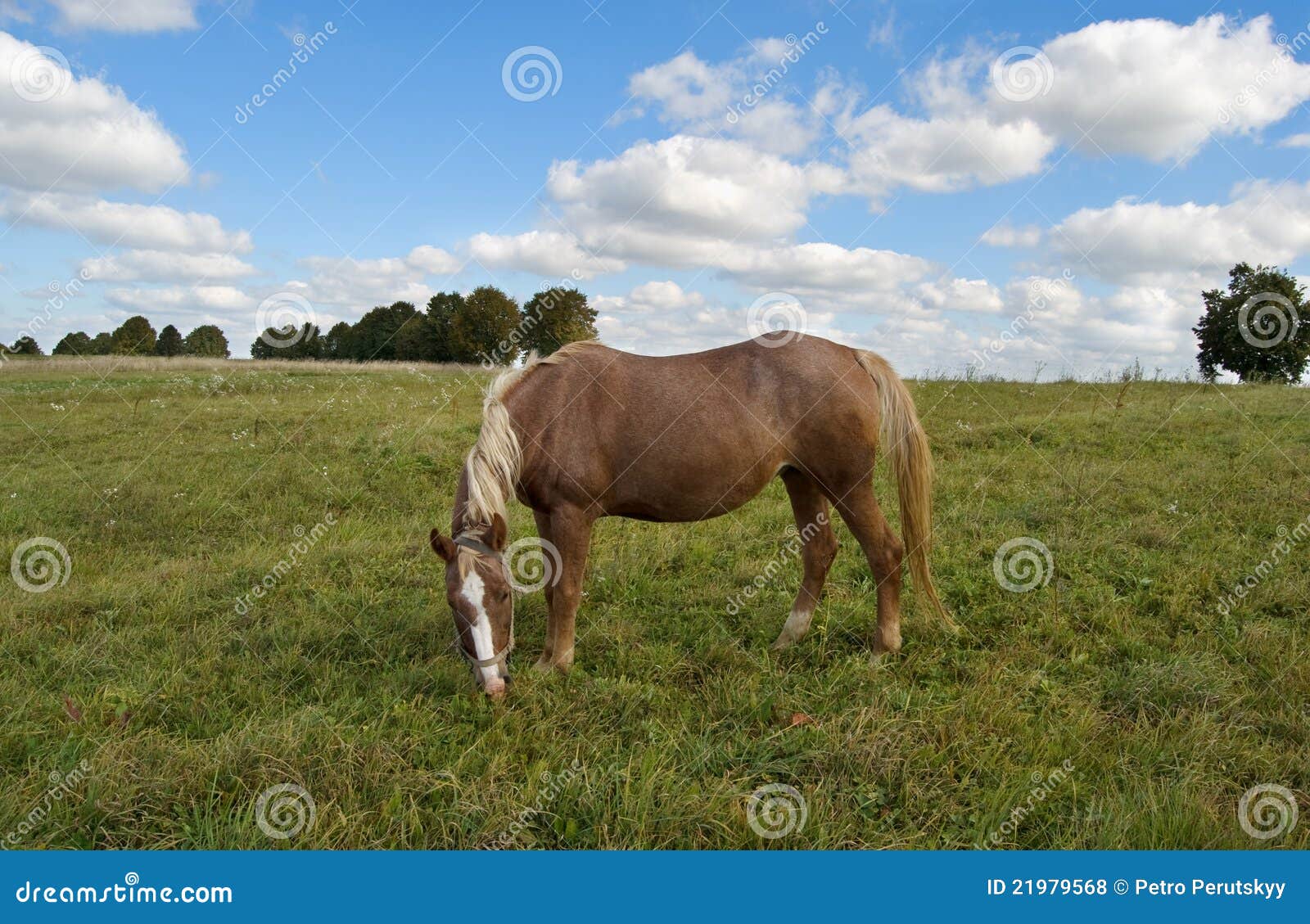 Horse grazes stock photo. Image of house, farm, green - 21979568