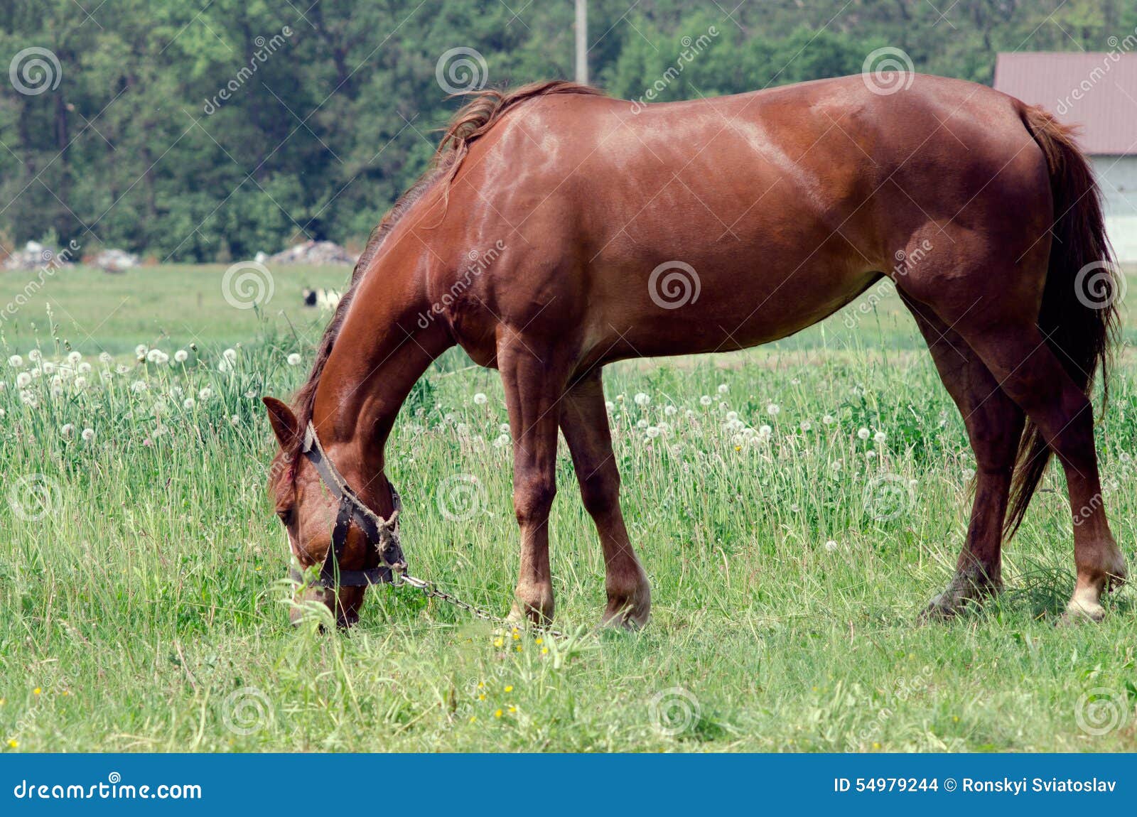 A horse grazes stock photo. Image of mammal, meadow, grazing - 54979244