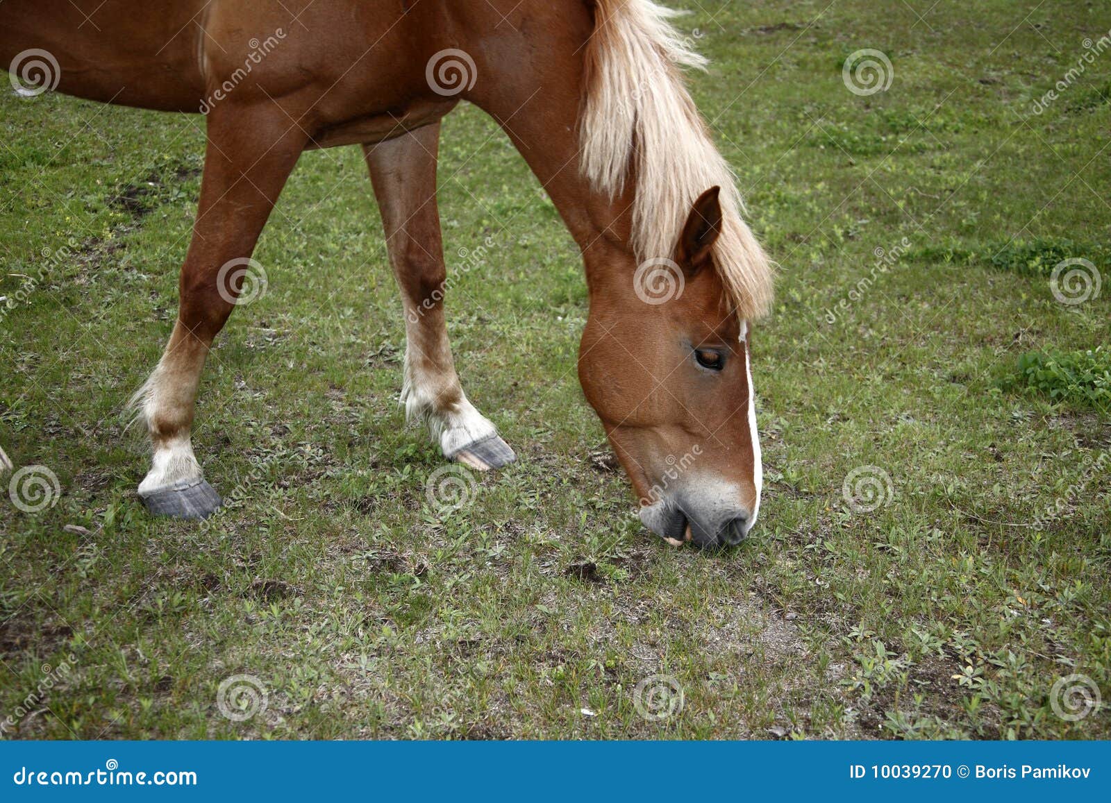 Horse grazing stock photo. Image of summer, farm, horse - 10039270