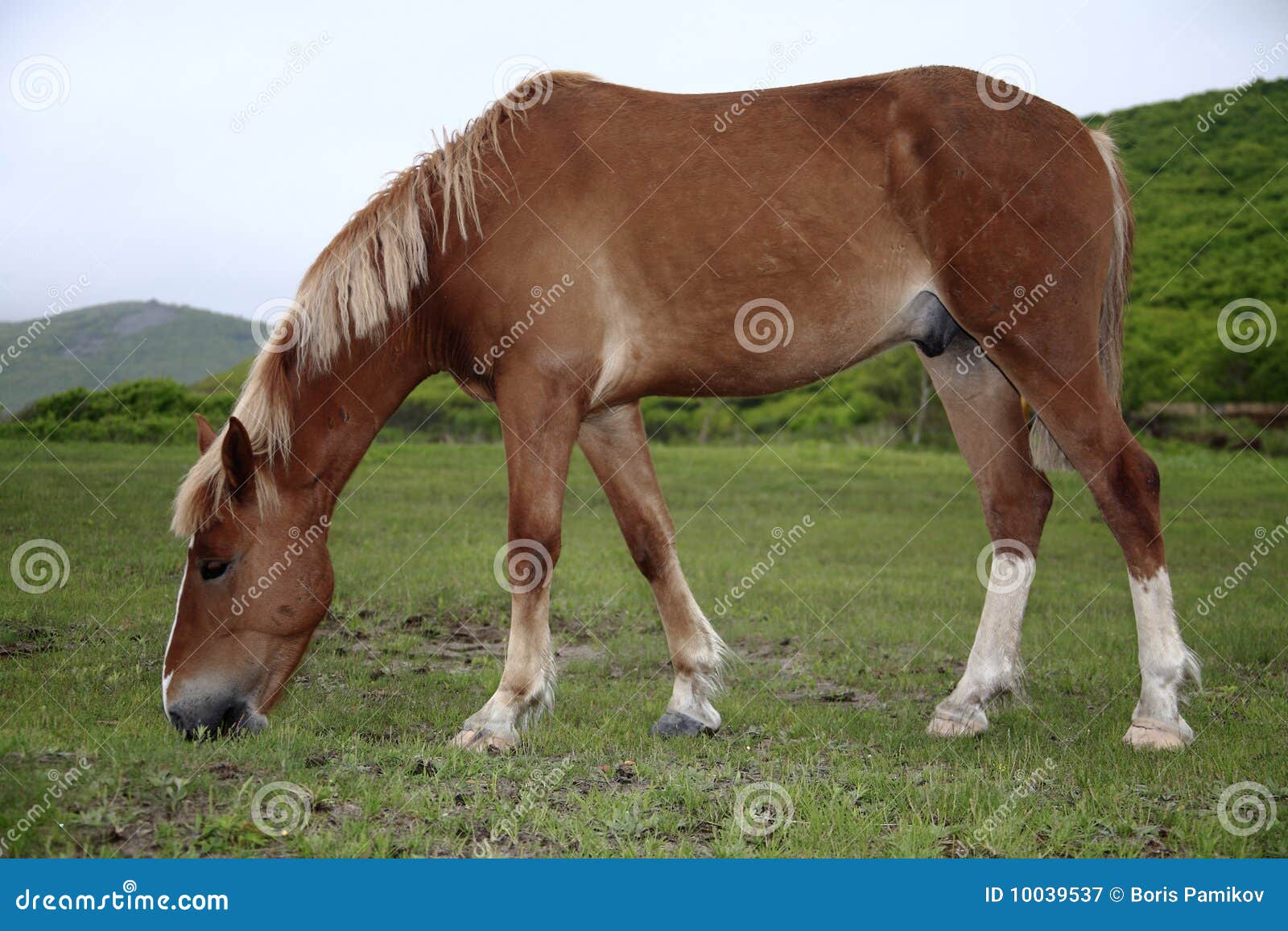 Horse grazing stock image. Image of livestock, horse - 10039537