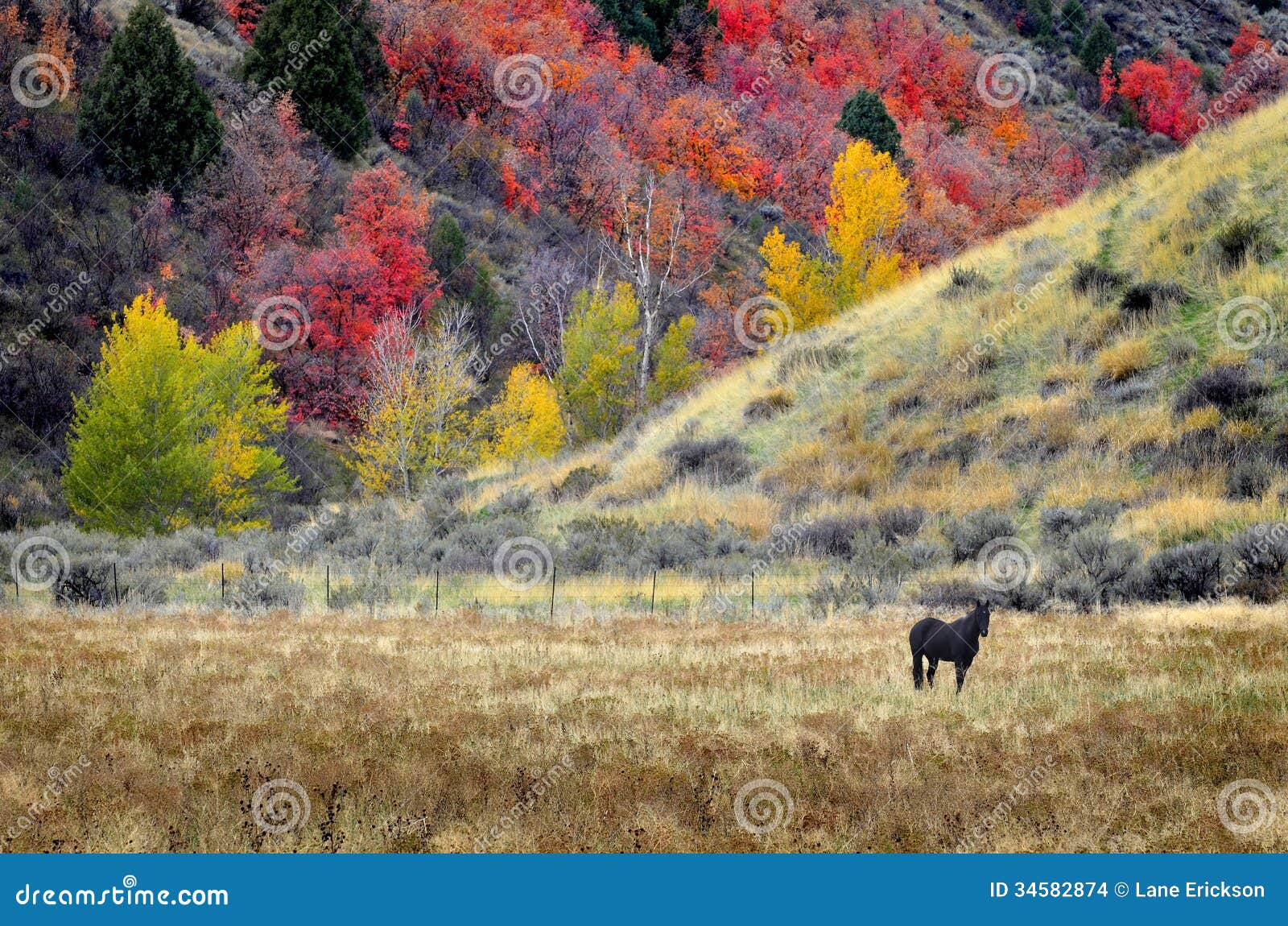 Horse Grazing in Fall stock photo. Image of morning, nature - 34582874