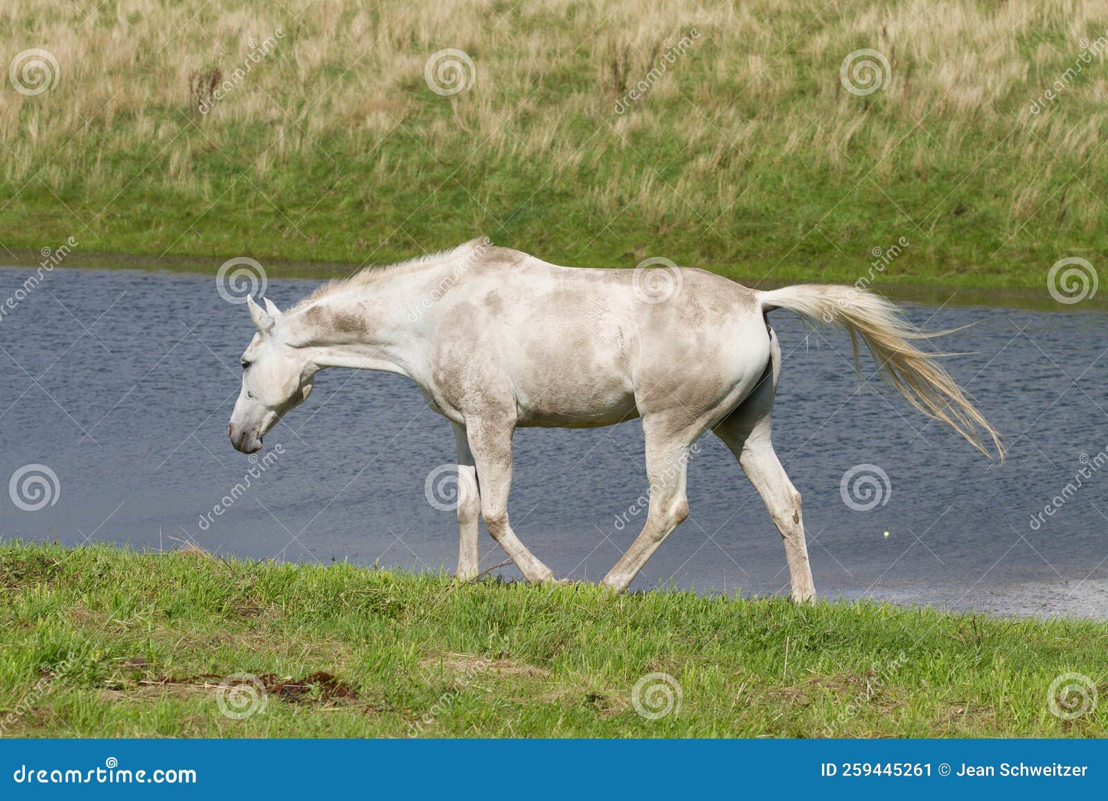 Horse Grazing on a Field in Spring in Denmark Stock Image - Image of ...