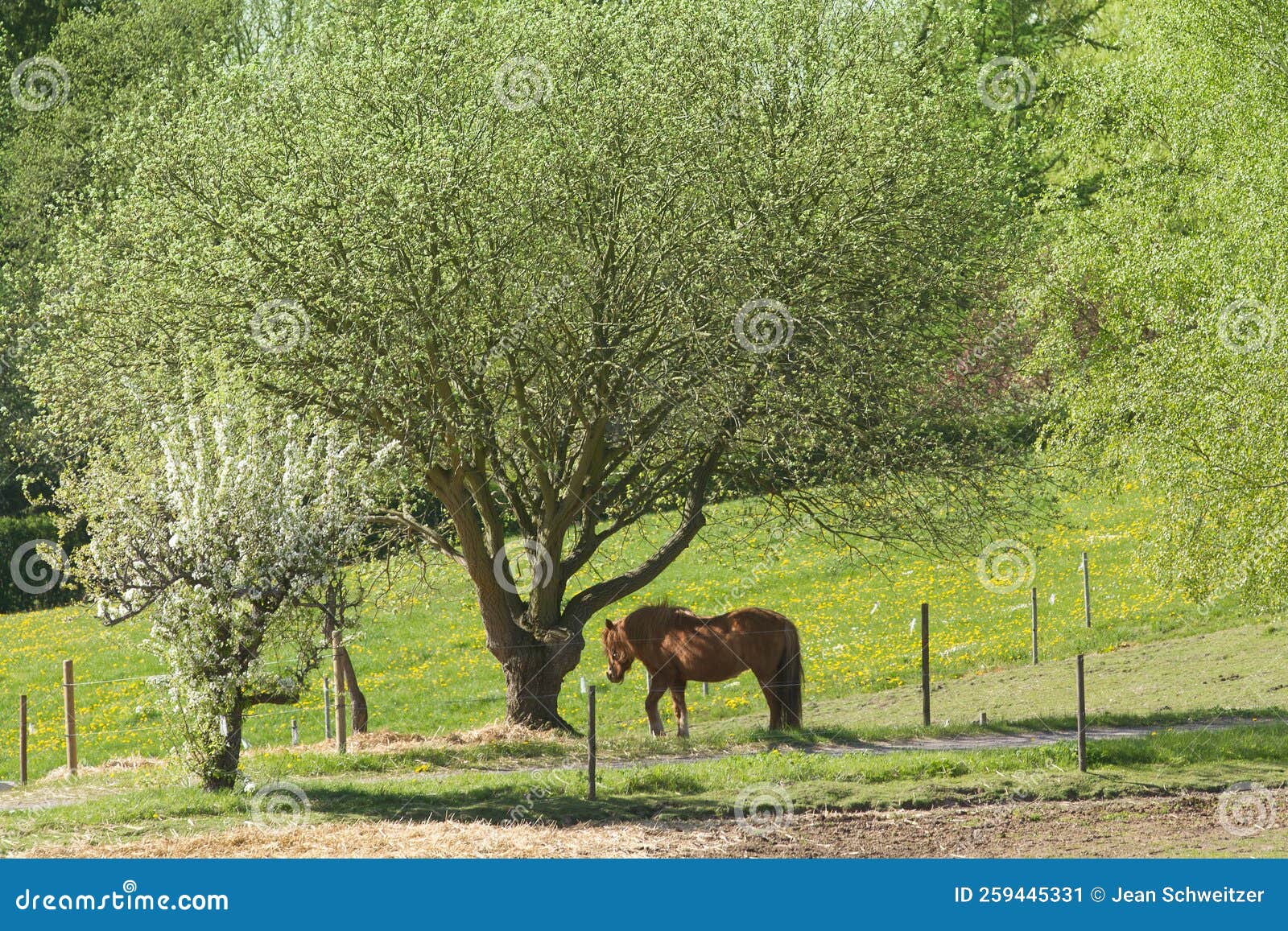 Horse Grazing on a Field in Spring in Denmark Stock Image - Image of ...